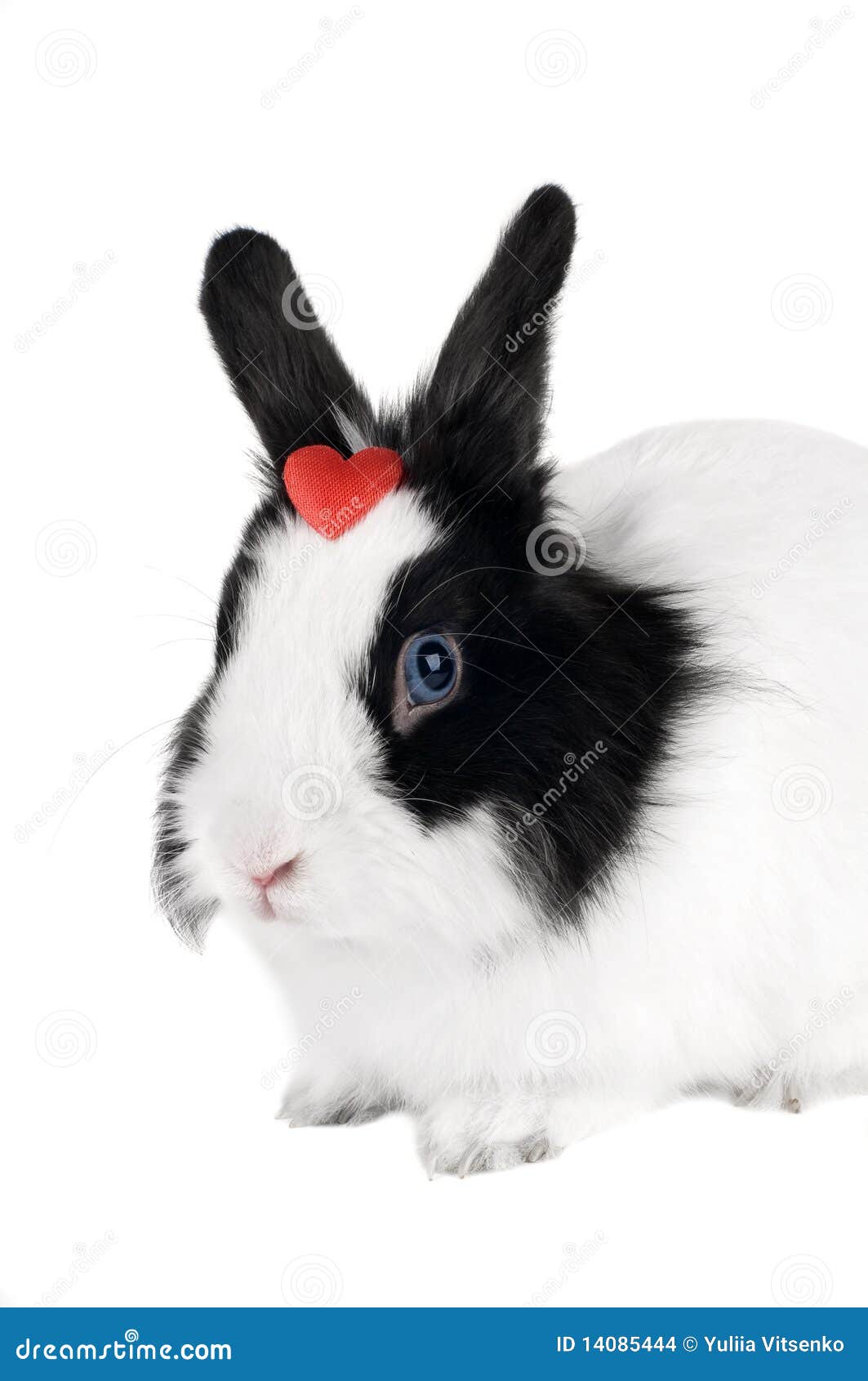 Rabbit with red heart stock photo. Image of rodent, furry - 14085444