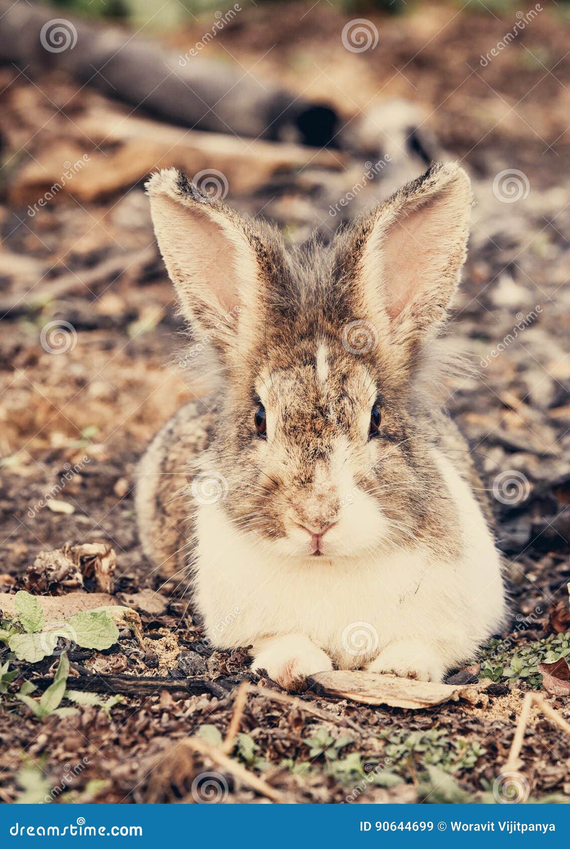 Rabbit relax stock image. Image of friendly, happy, animals - 90644699