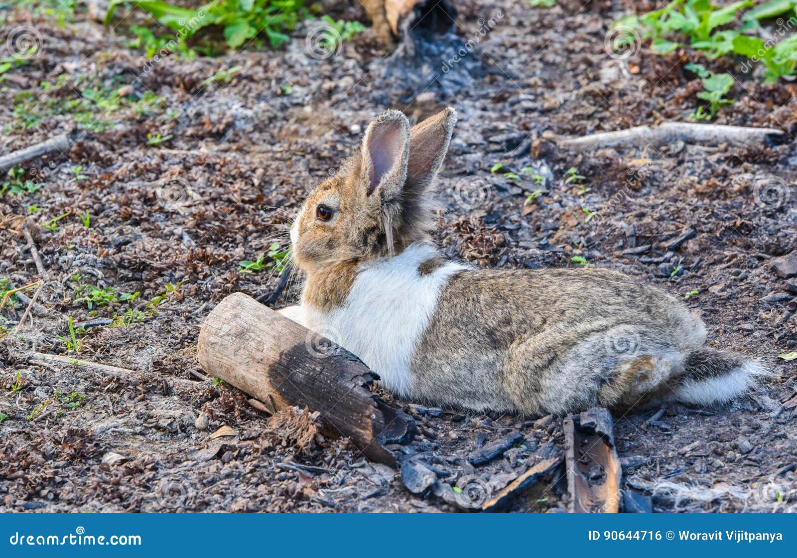 Rabbit relax stock photo. Image of hare, lawn, fluffy - 90644716