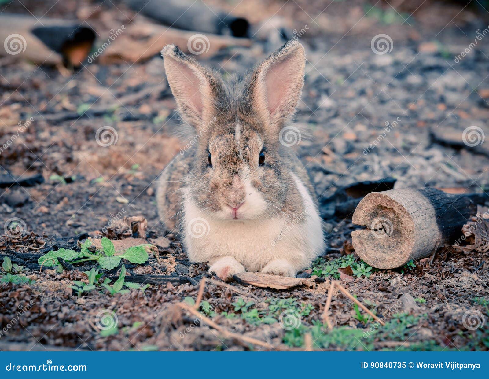 Rabbit relax stock image. Image of grass, happy, funny - 90840735
