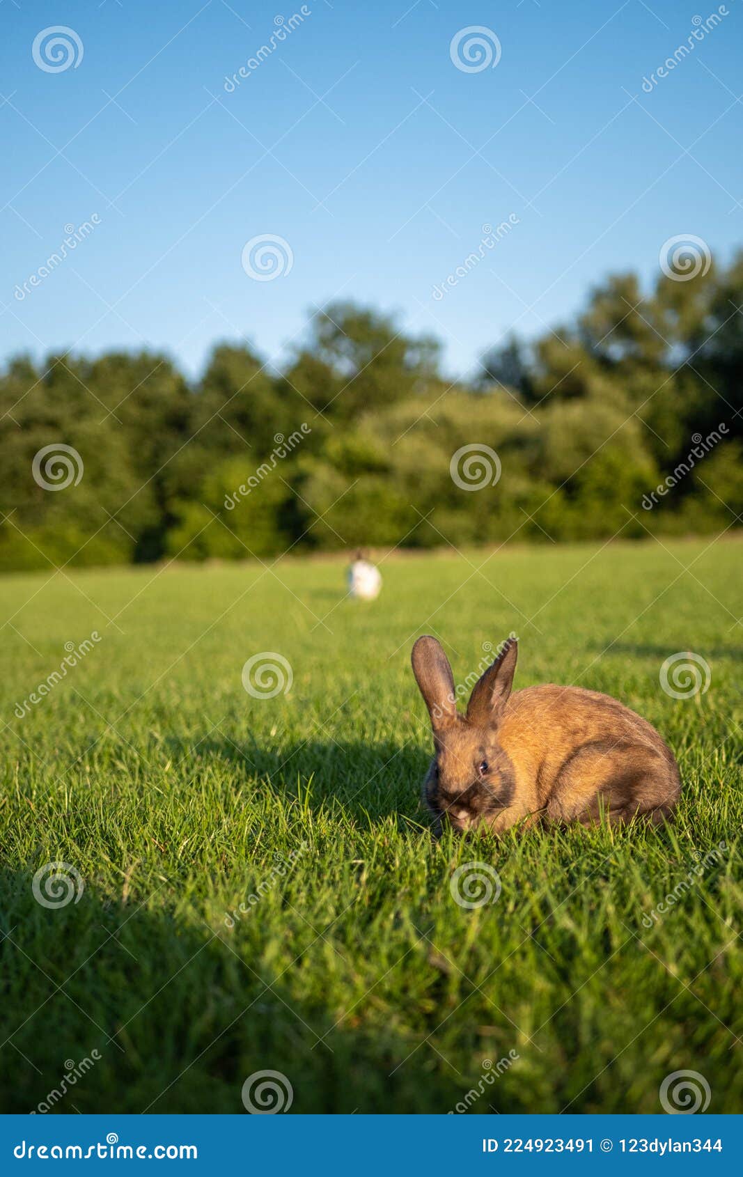 Rabbit Relaxing with Rabbit in Background Stock Image - Image of field ...