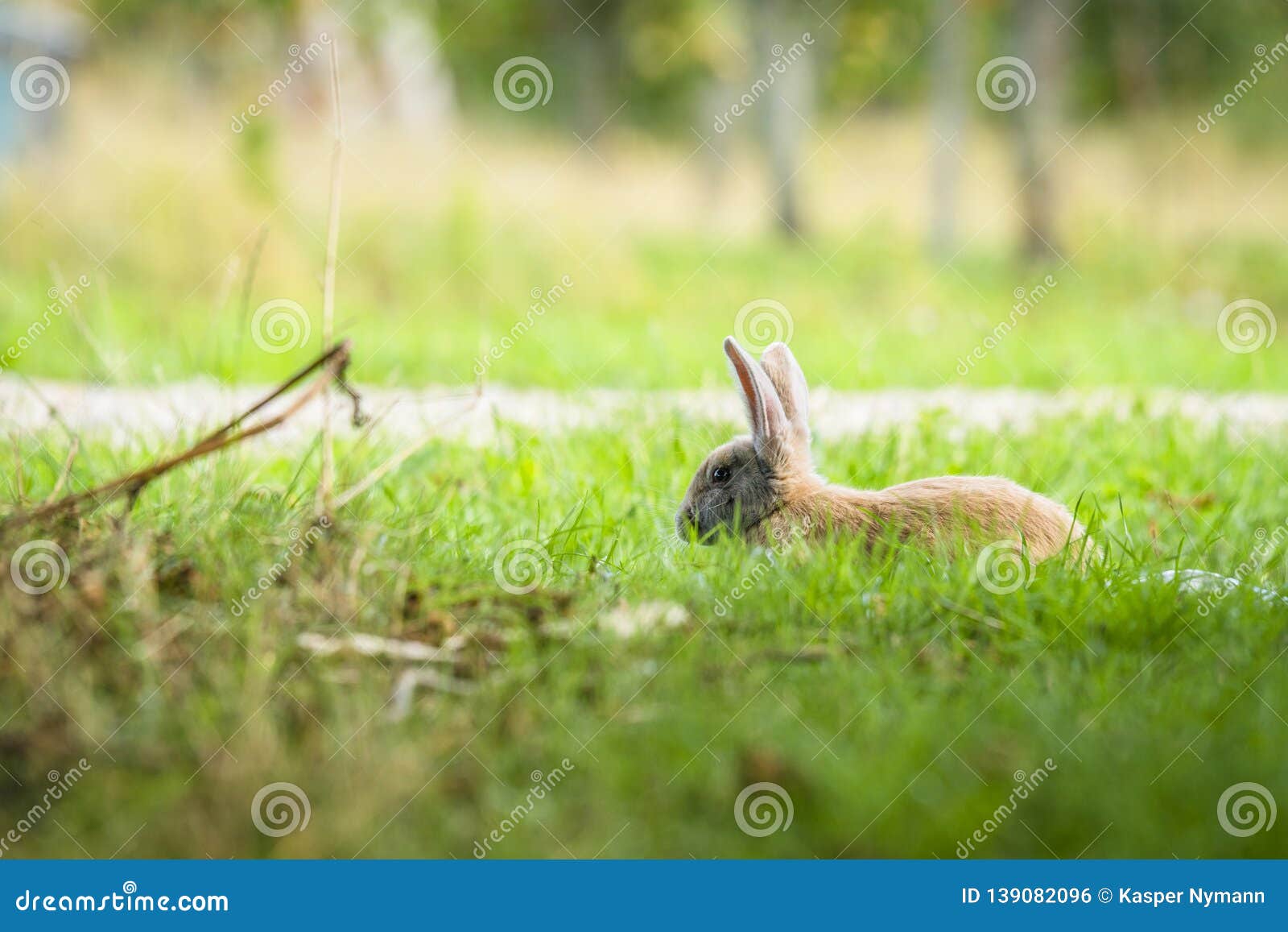 Rabbit Relaxing in Fresh Green Grass in the Spring Stock Photo - Image ...