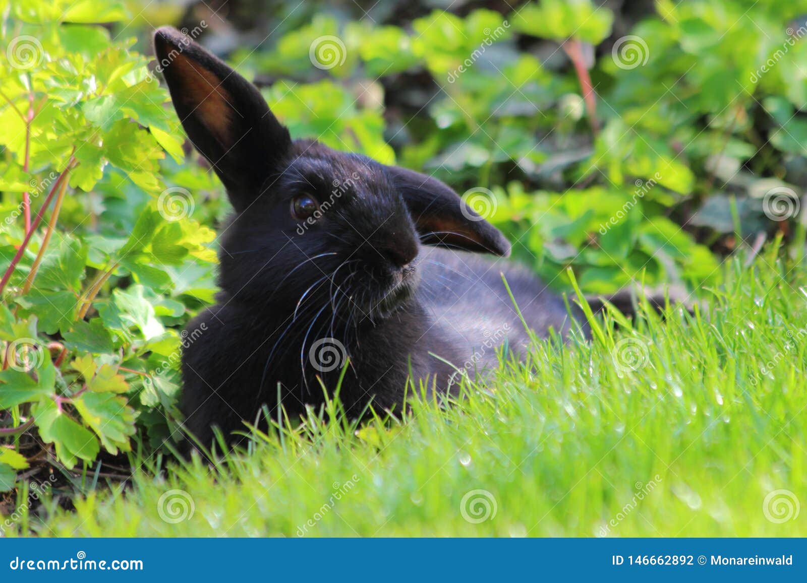Rabbit Relaxing in Garden in Bavaria in Germany. Stock Photo - Image of ...
