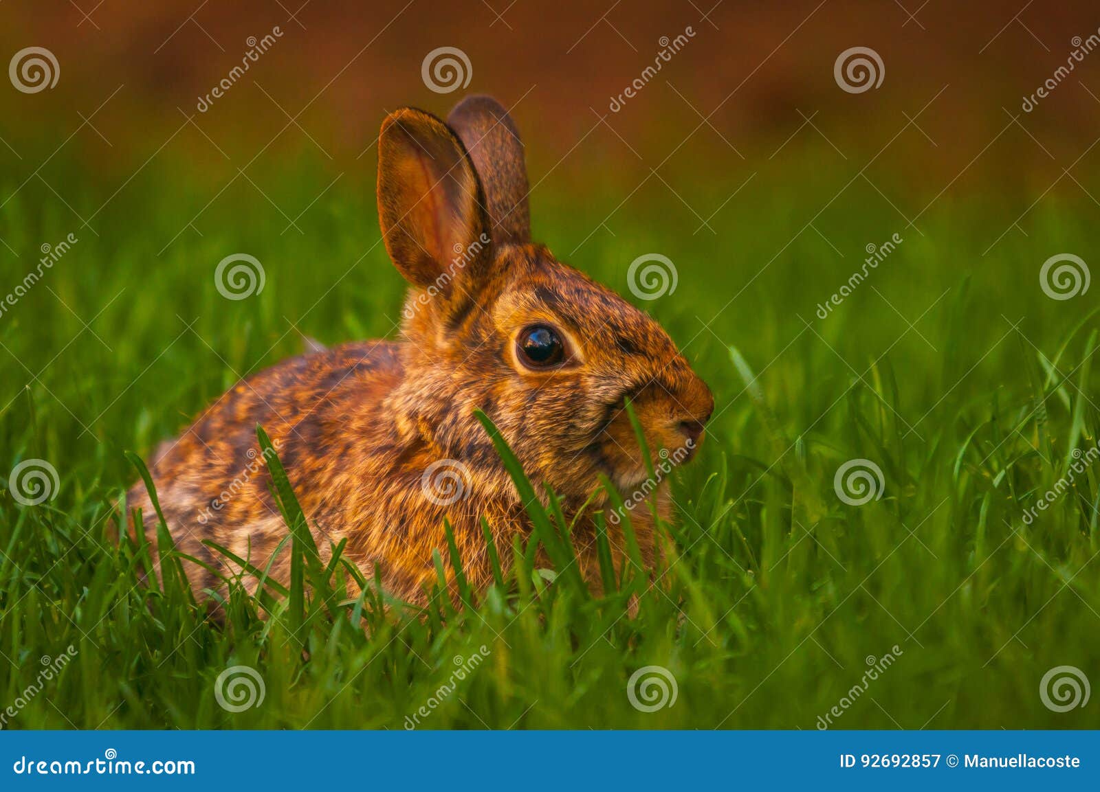 1,286 Rabbit Relaxing Stock Photos - Free & Royalty-Free Stock Photos ...