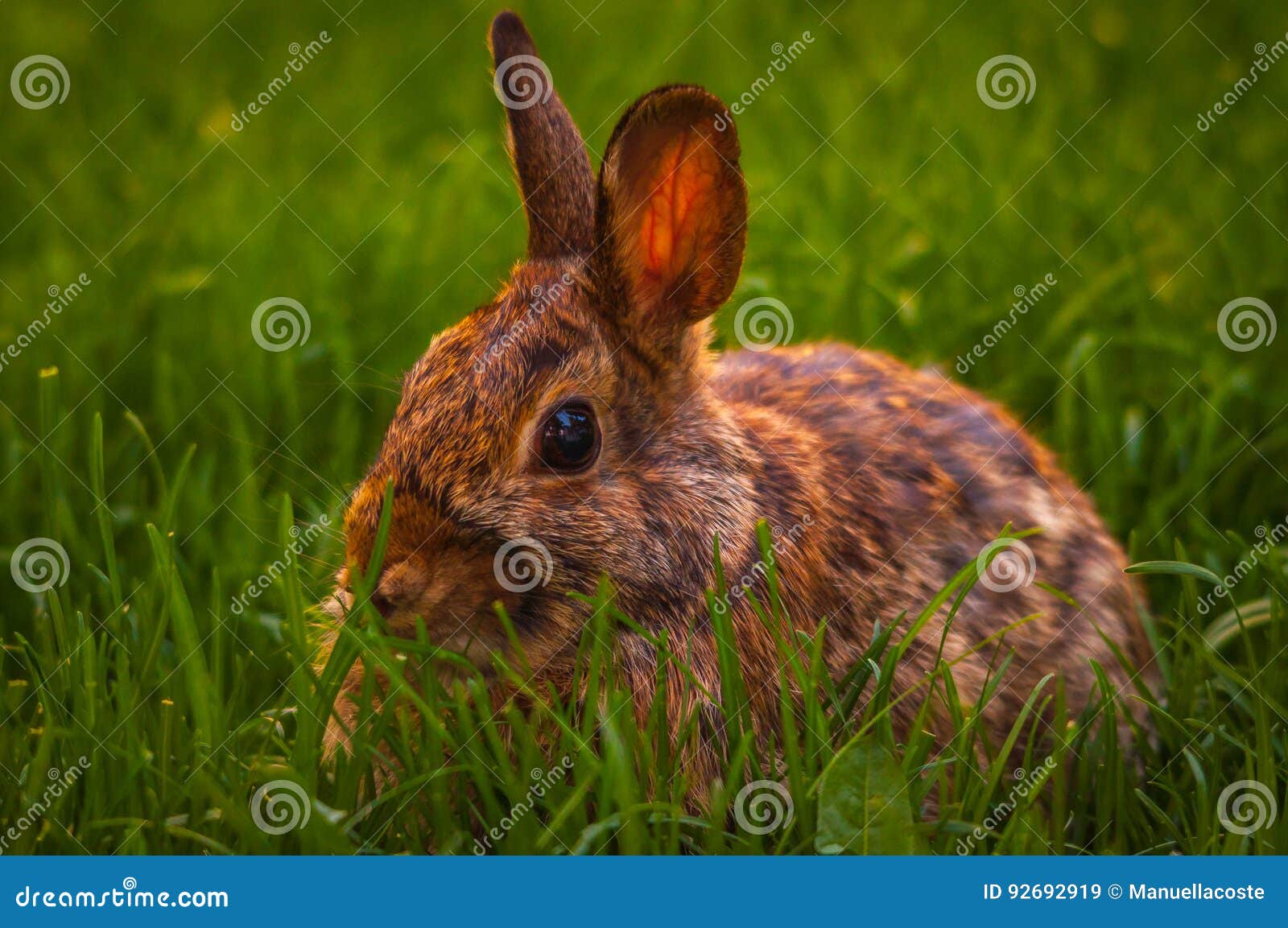 Rabbit Relaxing in the Grass Stock Image - Image of wildlife, bunny ...