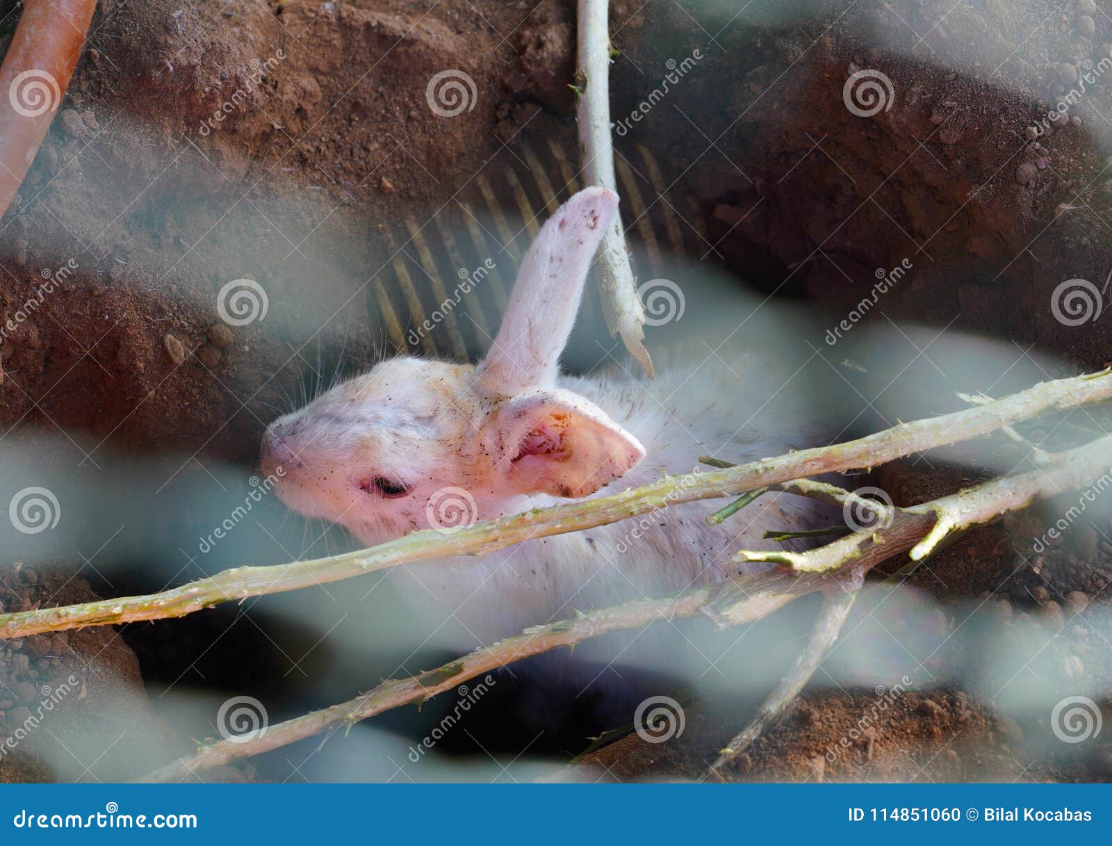 Rabbit is Resting Behind Fence Stock Photo - Image of sitting, resting ...