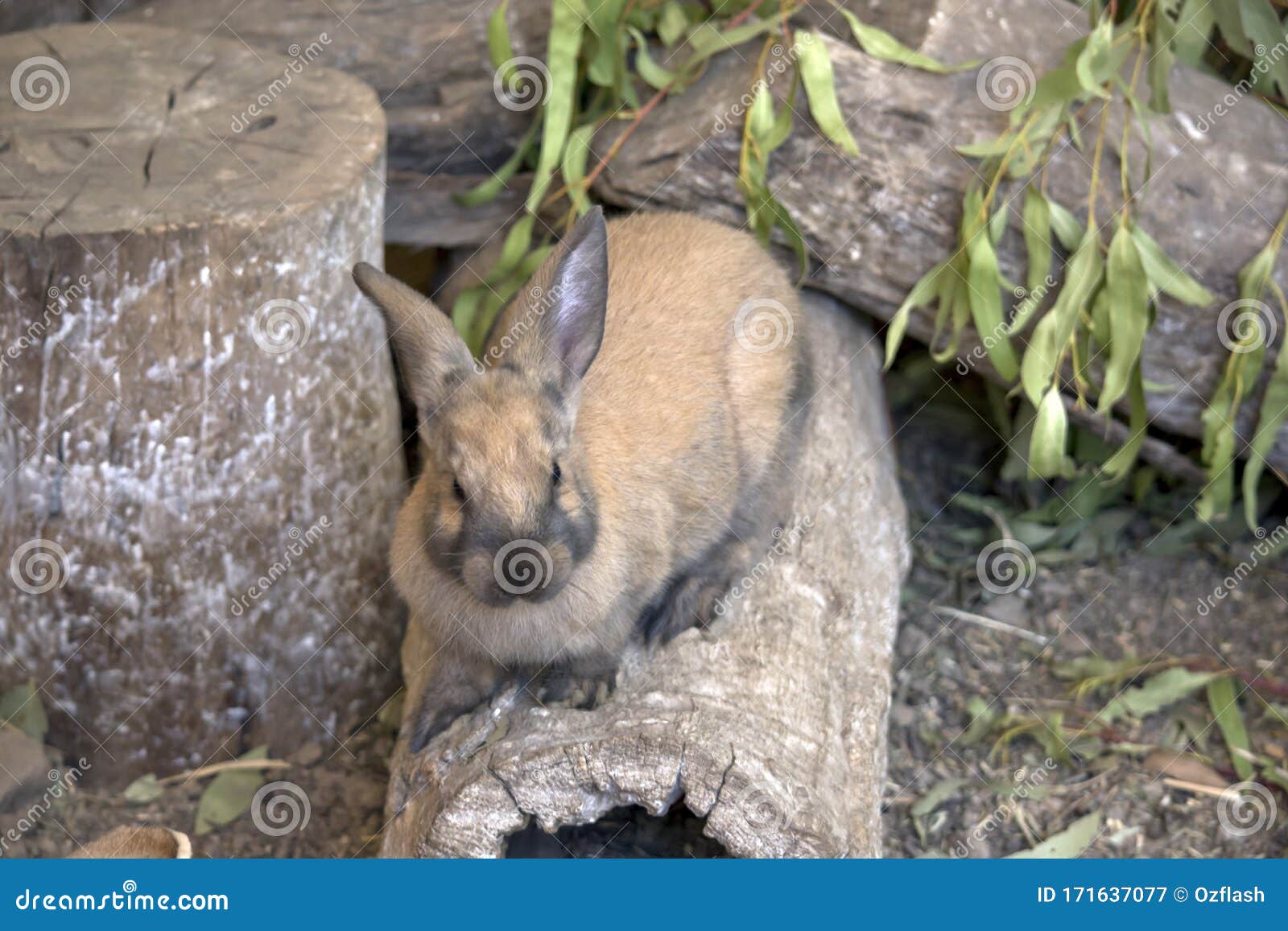 The Rabbit is Resting on a Log Stock Image - Image of ears, hare: 171637077