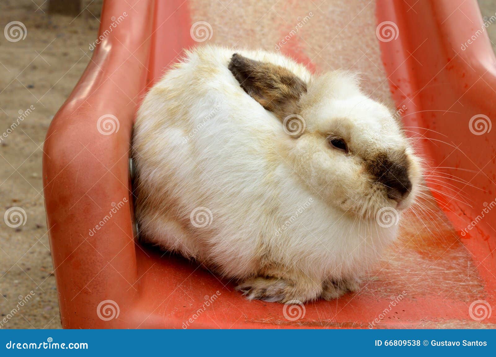 Rabbit Resting in the Playground Stock Photo - Image of closeup, white ...