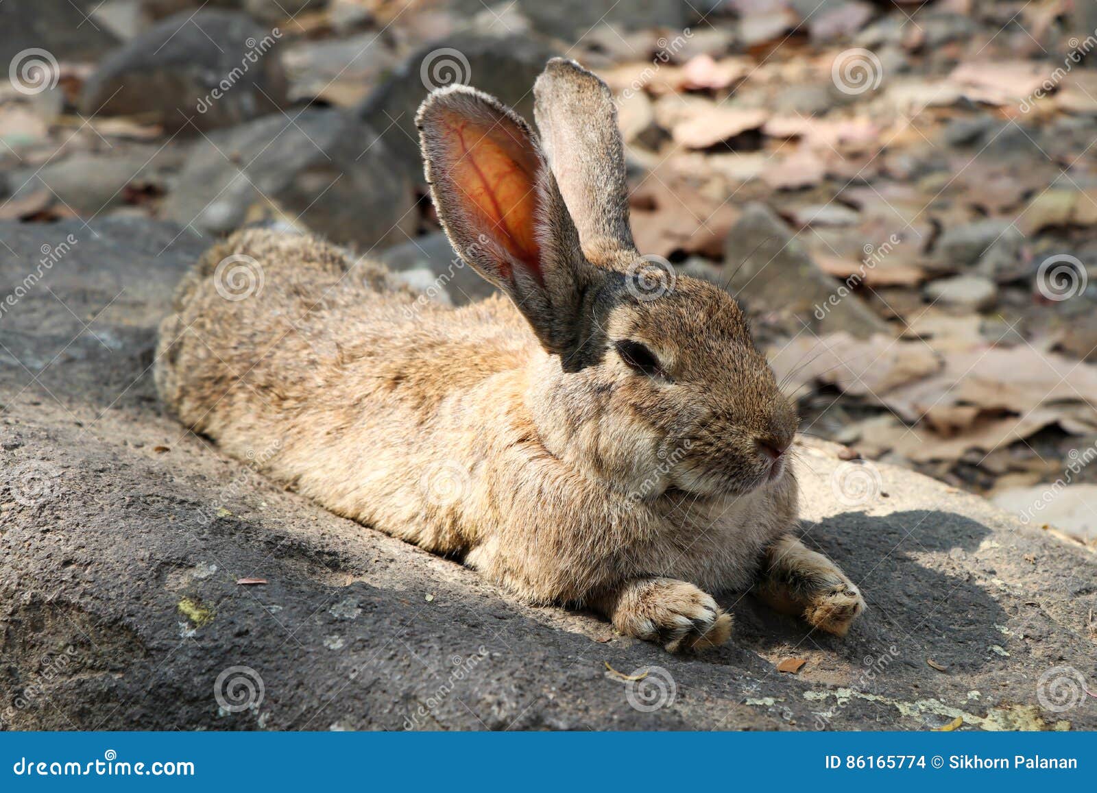 Rabbit resting stock photo. Image of nature, bunny, mammal - 86165774