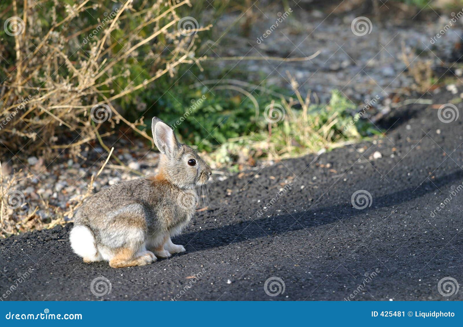 Rabbit on Road stock image. Image of cute, cottontail, mammal - 425481
