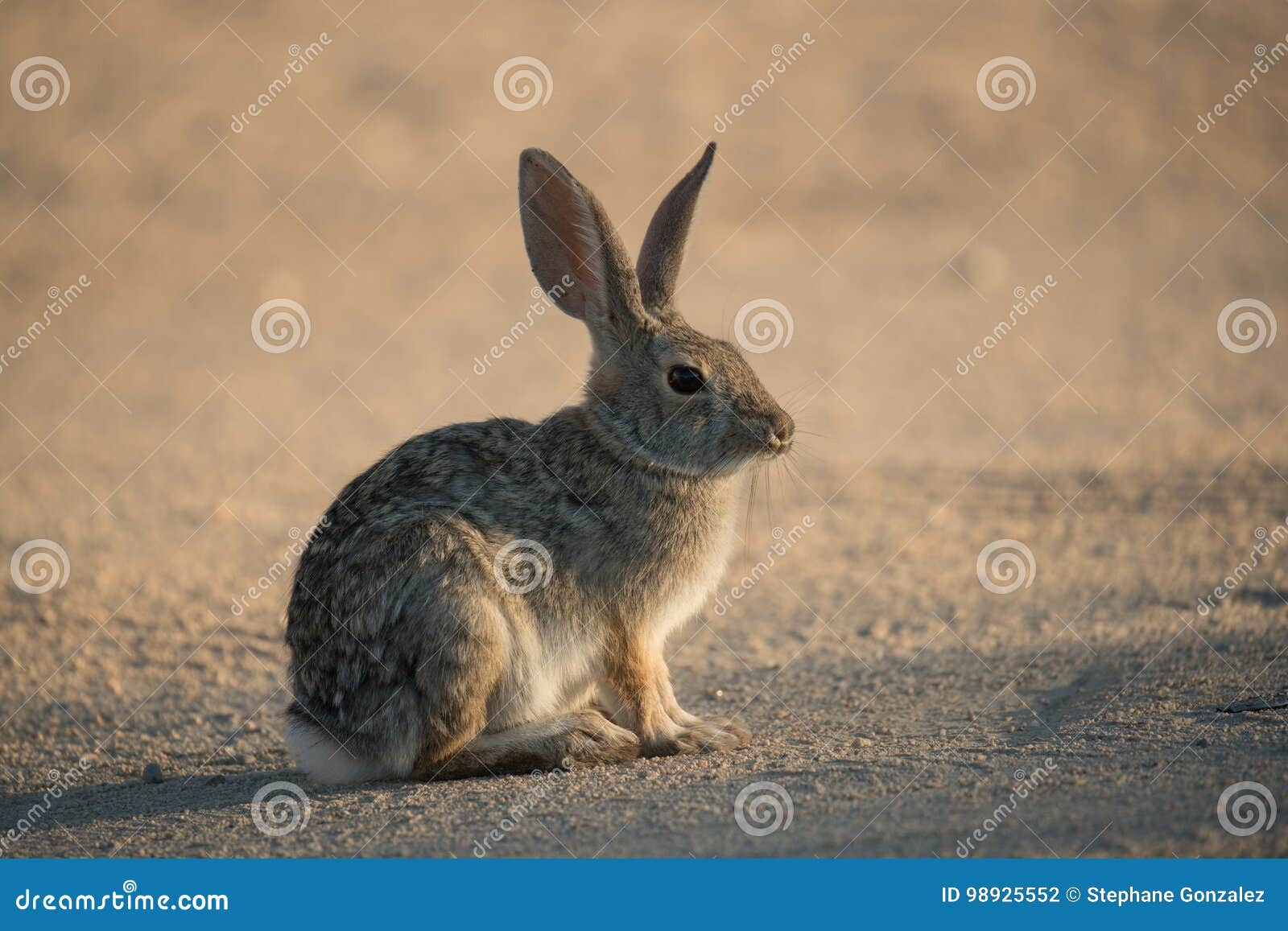 Rabbit on the road stock photo. Image of rabbit, light - 98925552