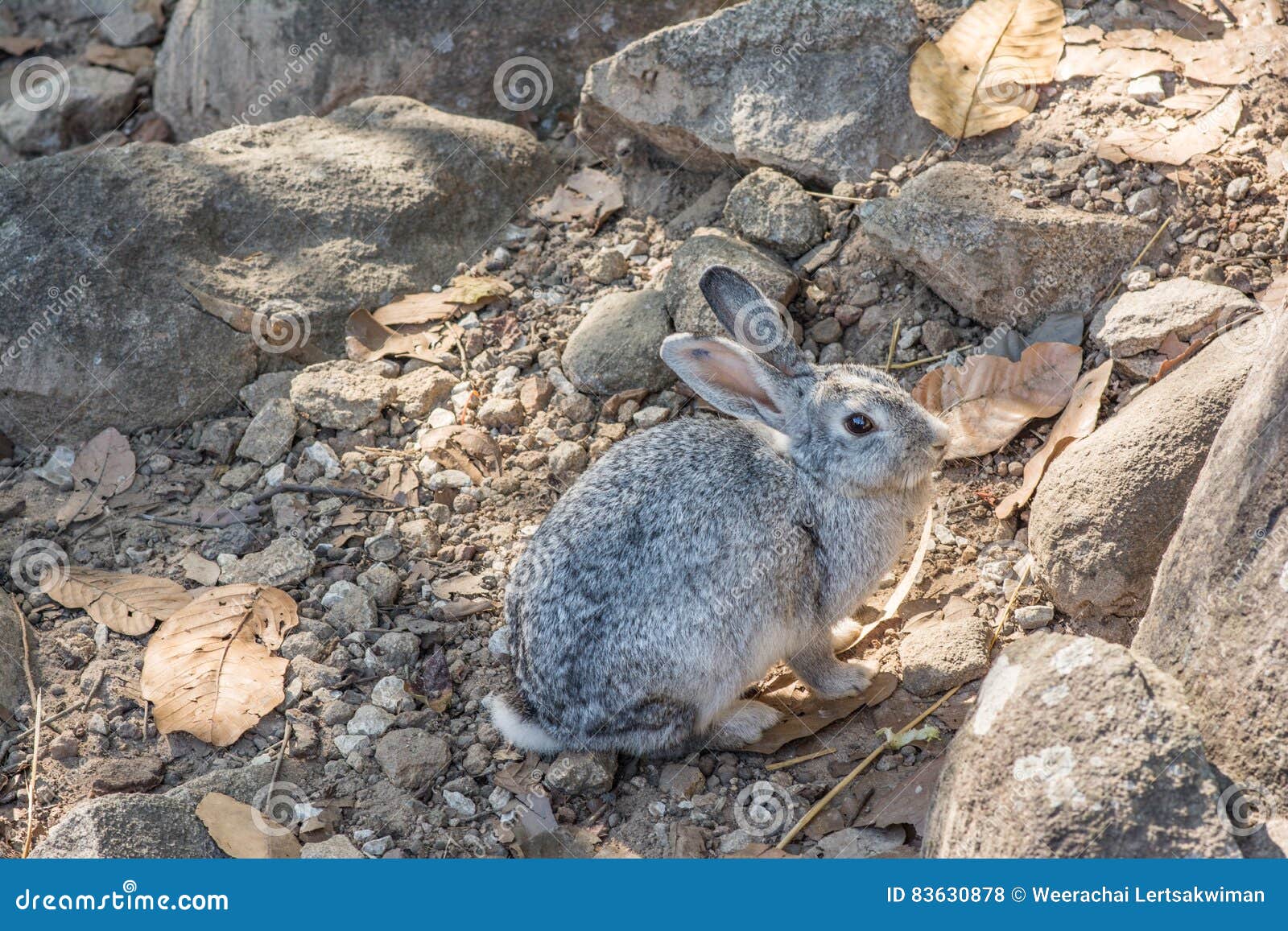 A rabbit stock photo. Image of cute, beautiful, brown - 83630878