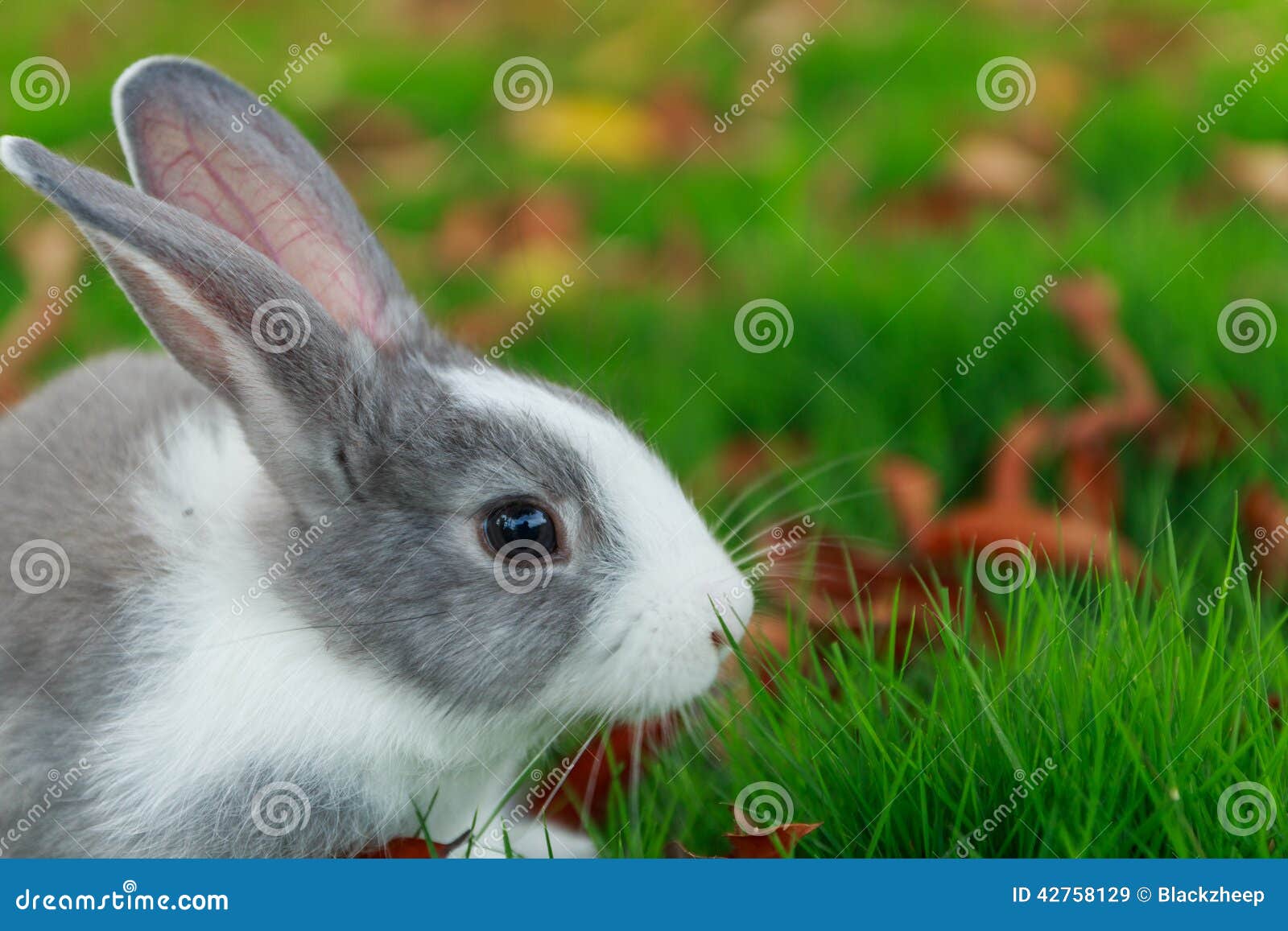 Rabbit on grass stock image. Image of fluff, domestic - 42758129