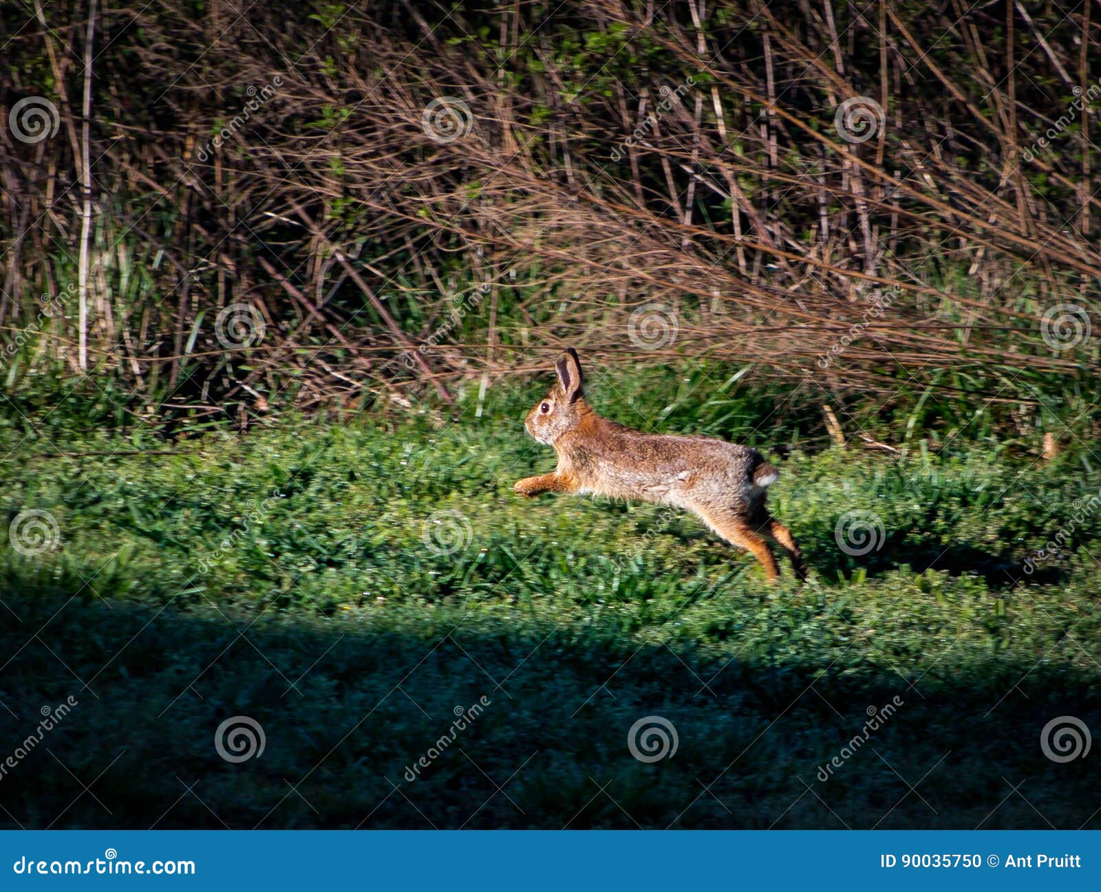 Rabbit Run stock photo. Image of rabbit, fast, nature - 90035750