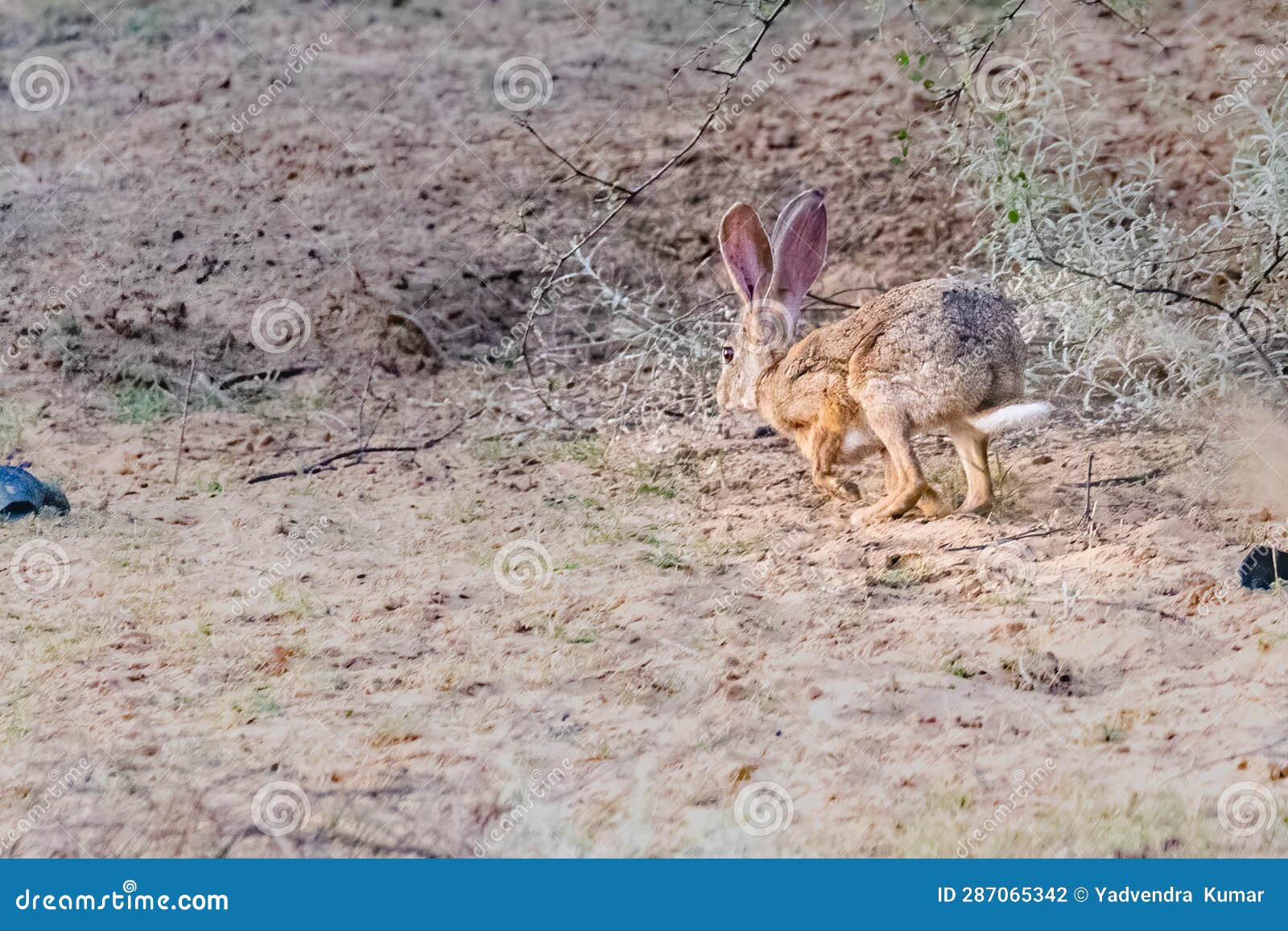 A Rabbit running stock photo. Image of summer, outdoors - 287065342