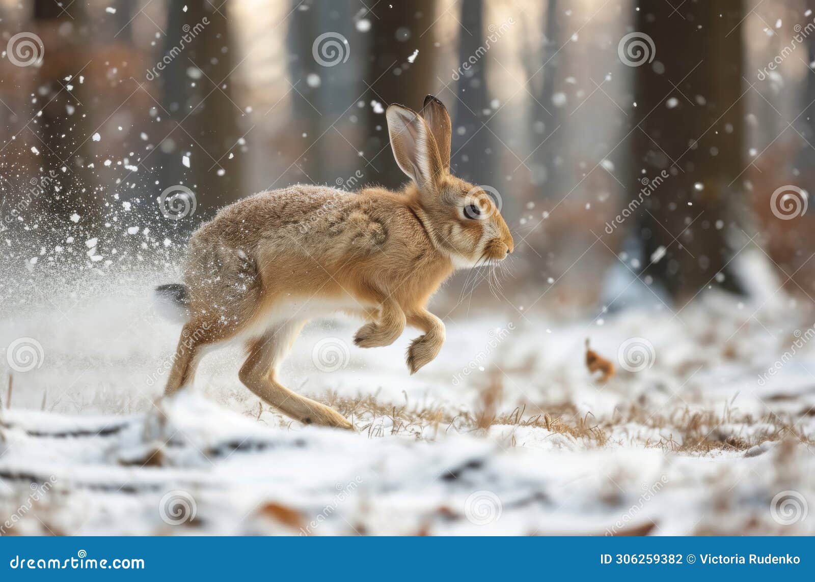 Rabbit Running through Snow in Forest Stock Photo - Image of season ...