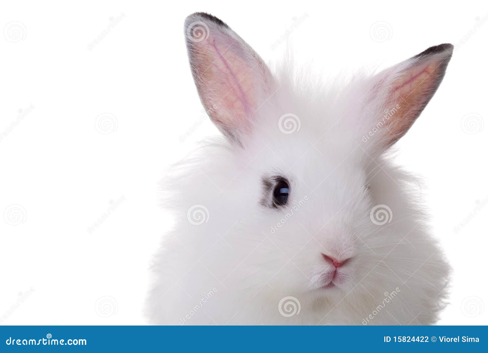 Rabbit s faces stock photo. Image of bunny, soft, white - 15824422