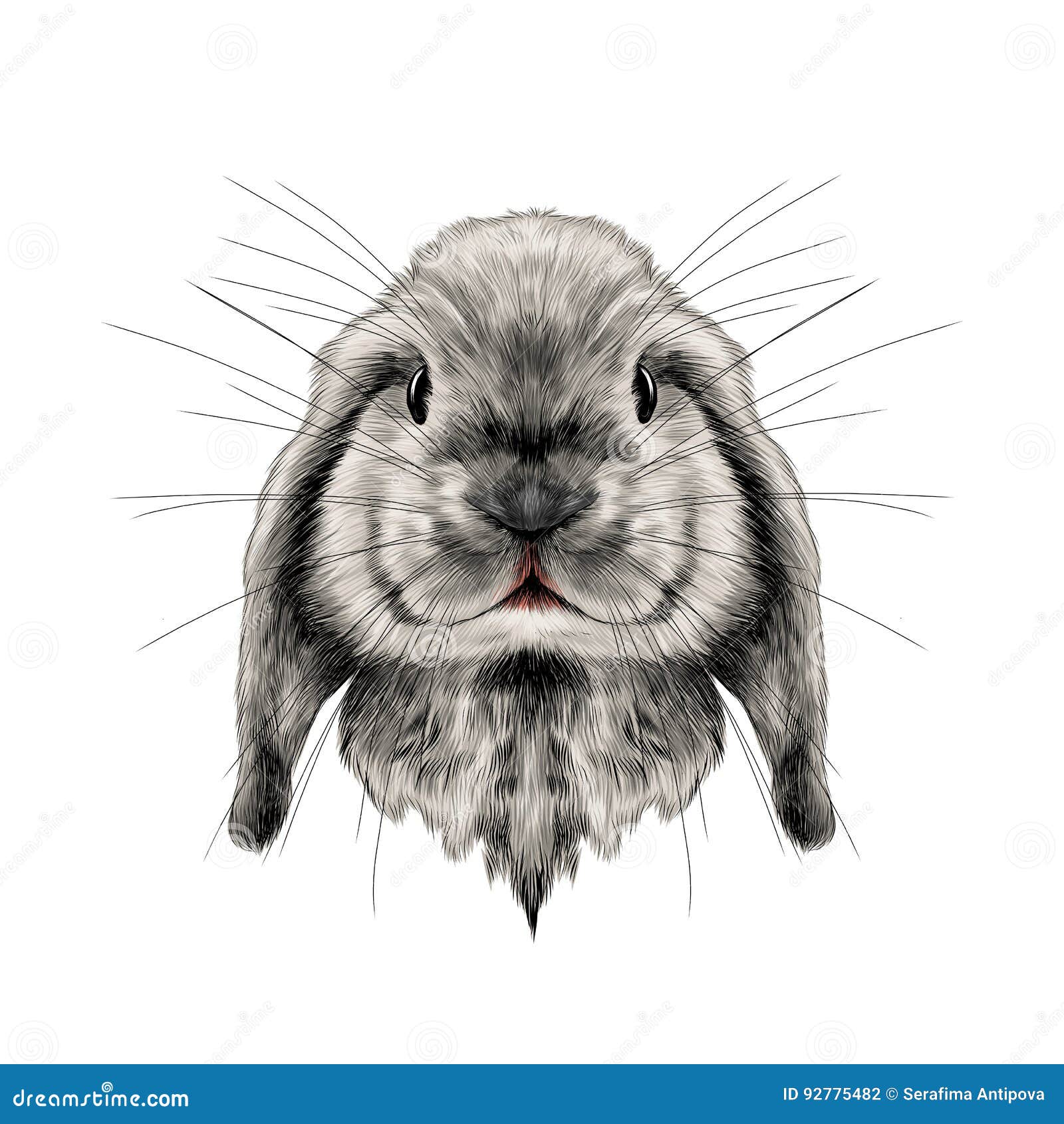 The Rabbit`s Head Full Face Symmetrical, Sketch Vector Stock Vector ...