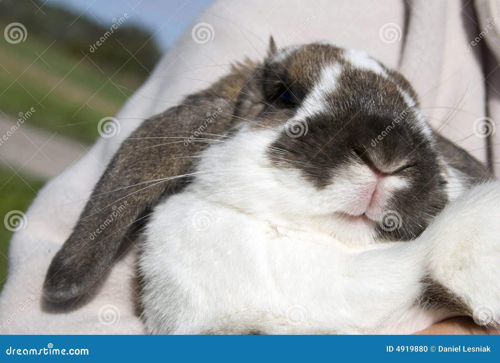 Rabbit s mouth stock photo. Image of animal, mouth, flower - 4919880