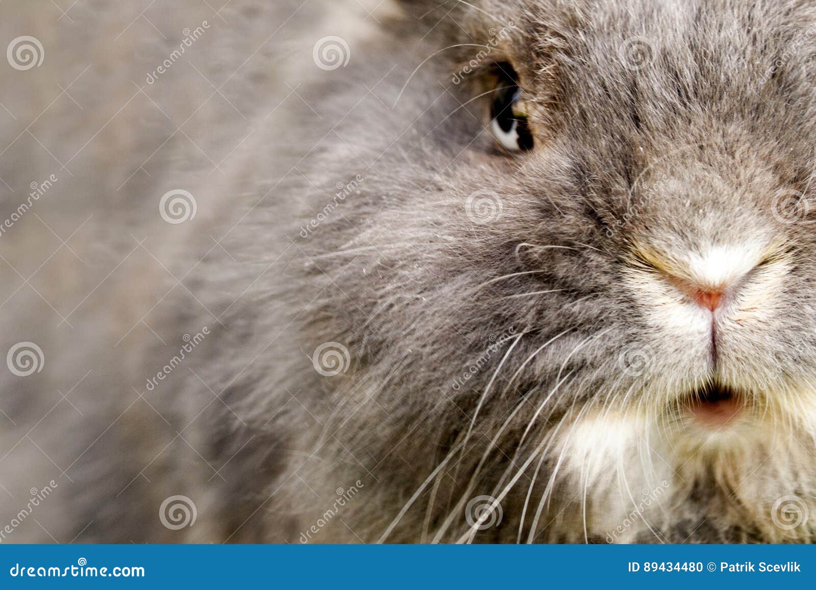 RabbitÂ´s view stock photo. Image of angry, slovakia - 89434480