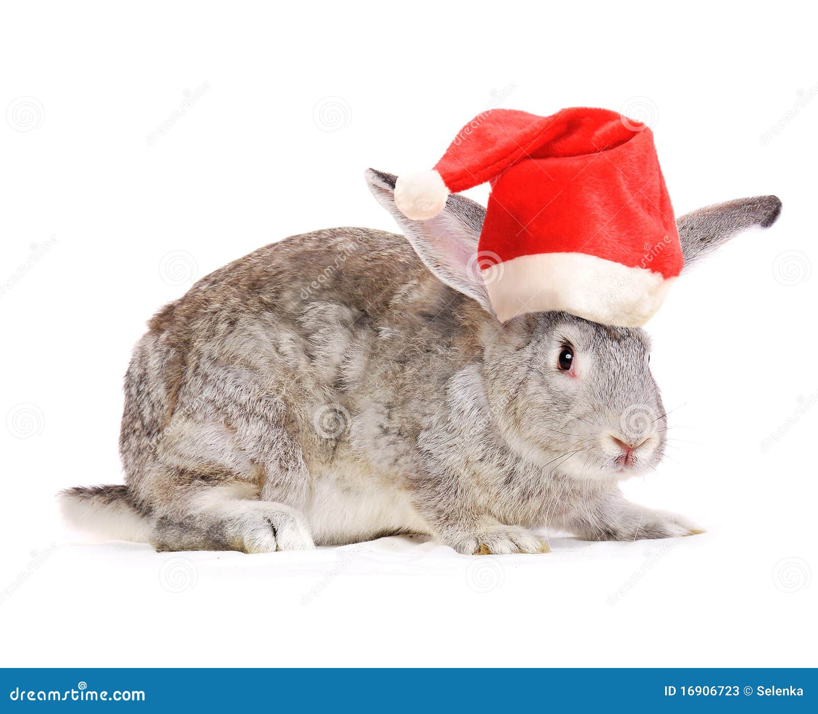 Rabbit in a Santas hat. stock image. Image of sweet, rodent - 16906723