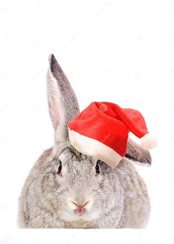 Rabbit in a Santas hat. stock image. Image of domestic - 16906735