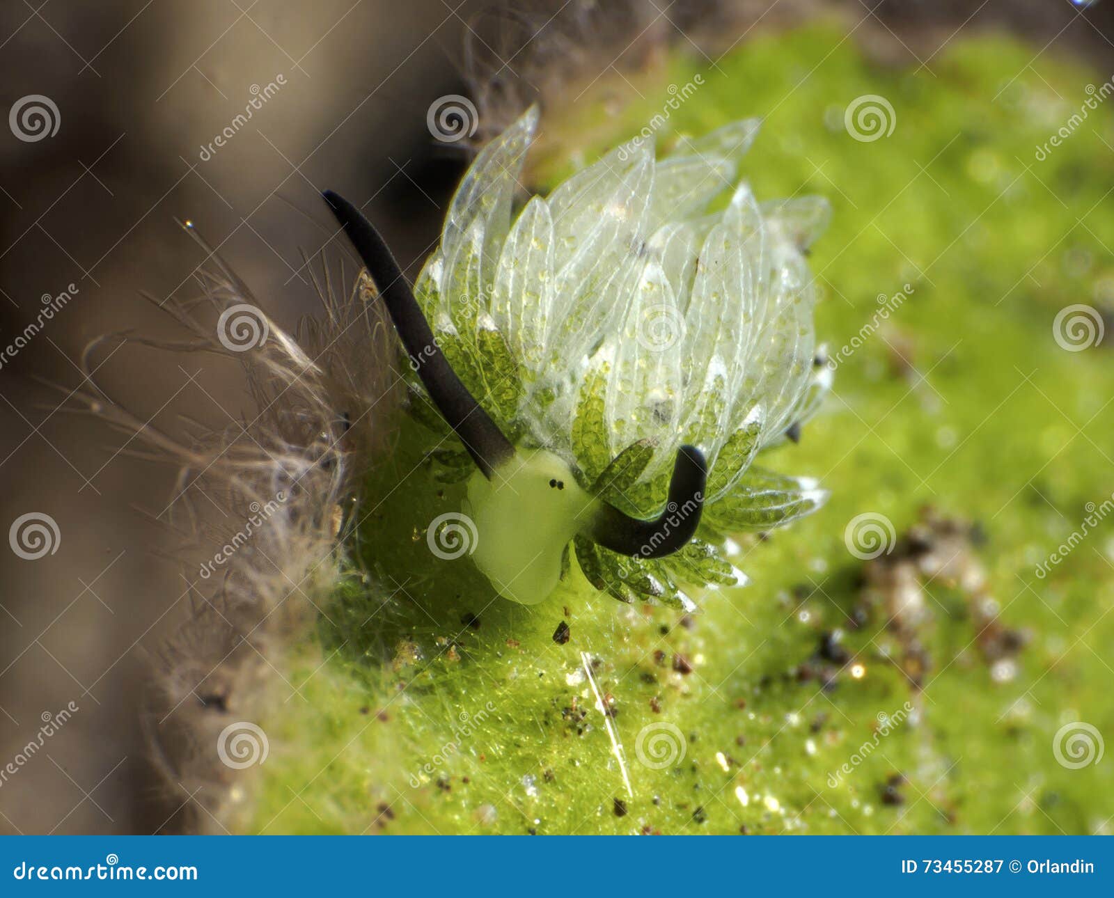 Rabbit sapsucking slug stock image. Image of nudibranch - 73455287