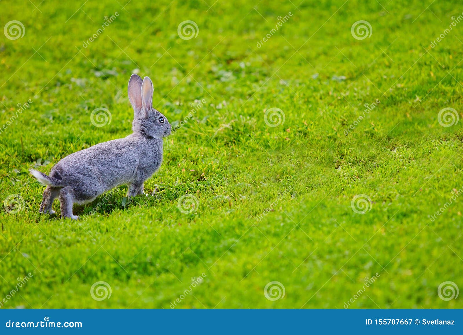 Rabbit Saw the Danger and Prepared To Run Stock Image - Image of ...