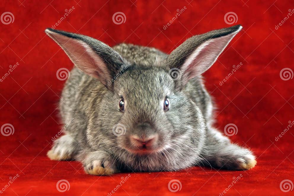 Rabbit with scared face stock image. Image of farm, fluffy - 3545347
