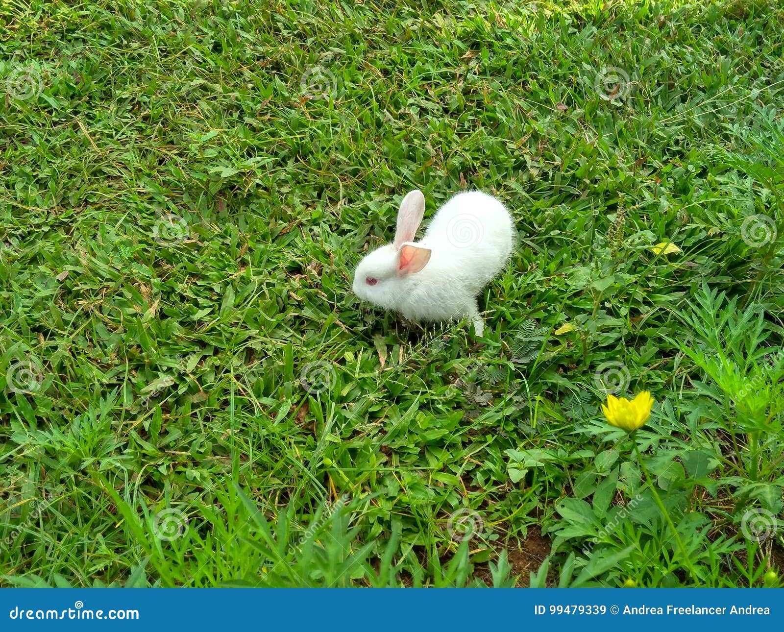 Rabbit stock image. Image of natural, rabbit, selfie - 99479339