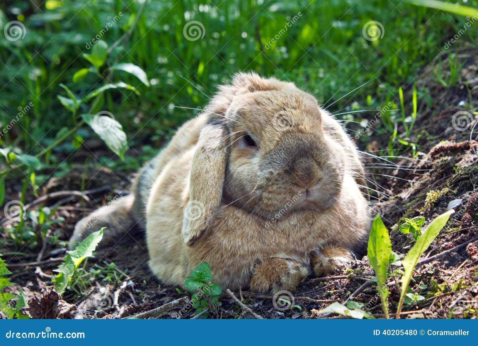 Rabbit stock photo. Image of bunny, twig, rest, brown - 40205480
