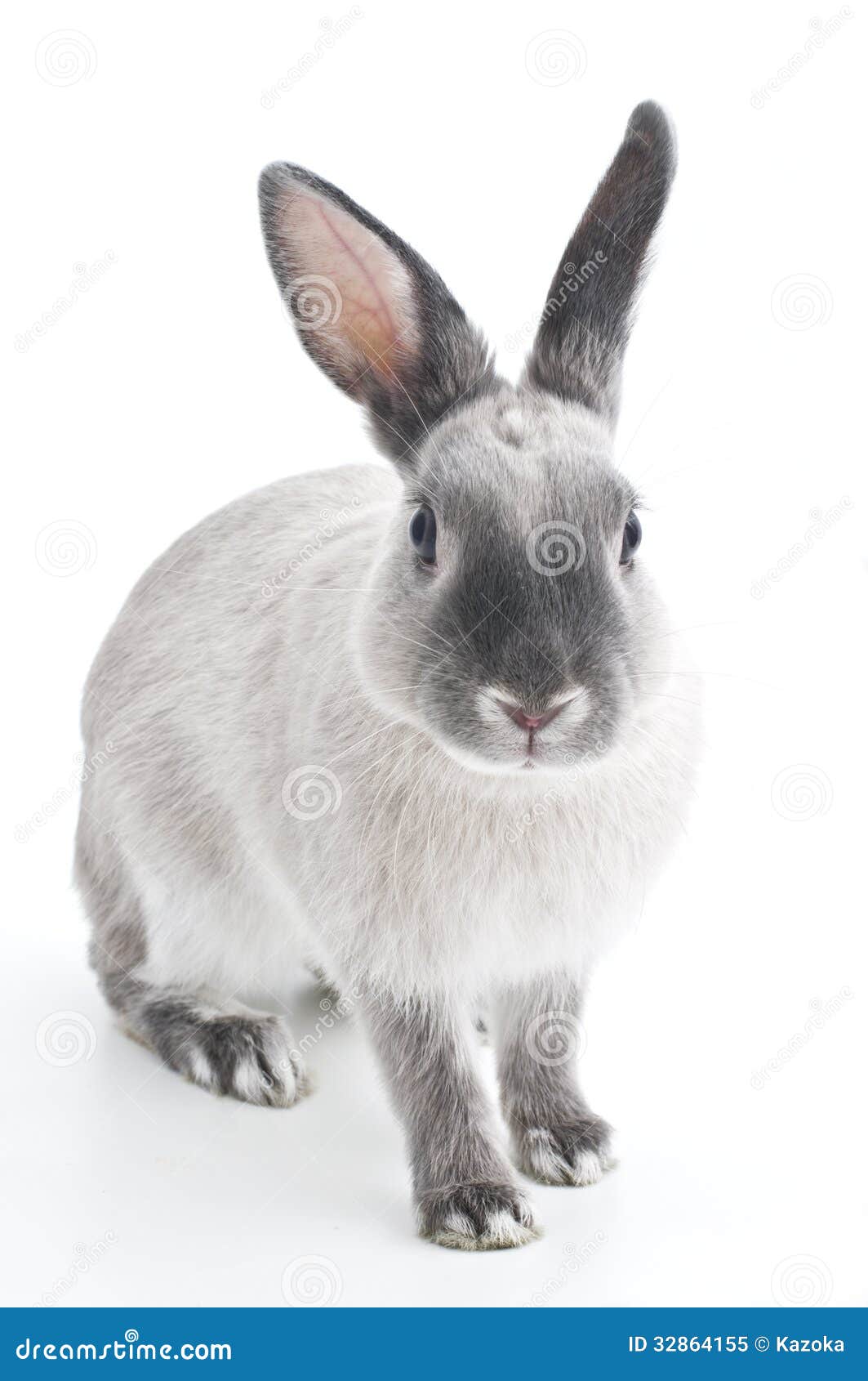 Rabbit, stock image. Image of isolated, cute, large, shooting - 32864155
