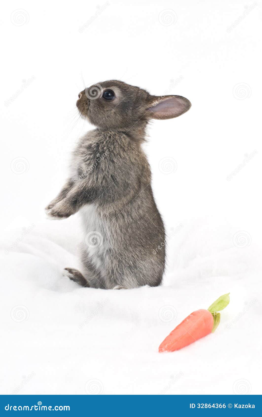 Rabbit, stock photo. Image of newborn, small, animals - 32864366
