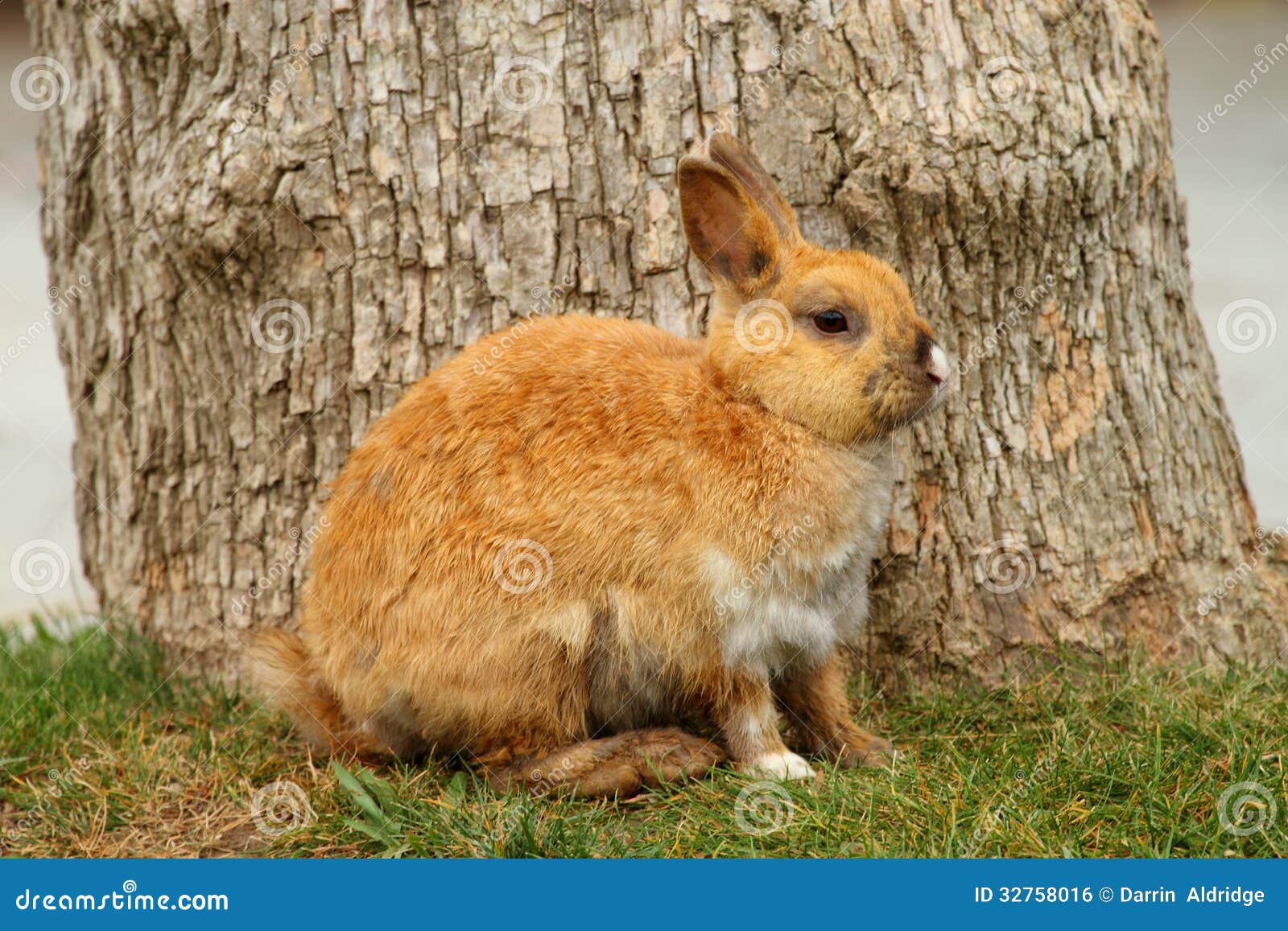 Rabbit stock photo. Image of view, rabbit, mammal, profile - 32758016