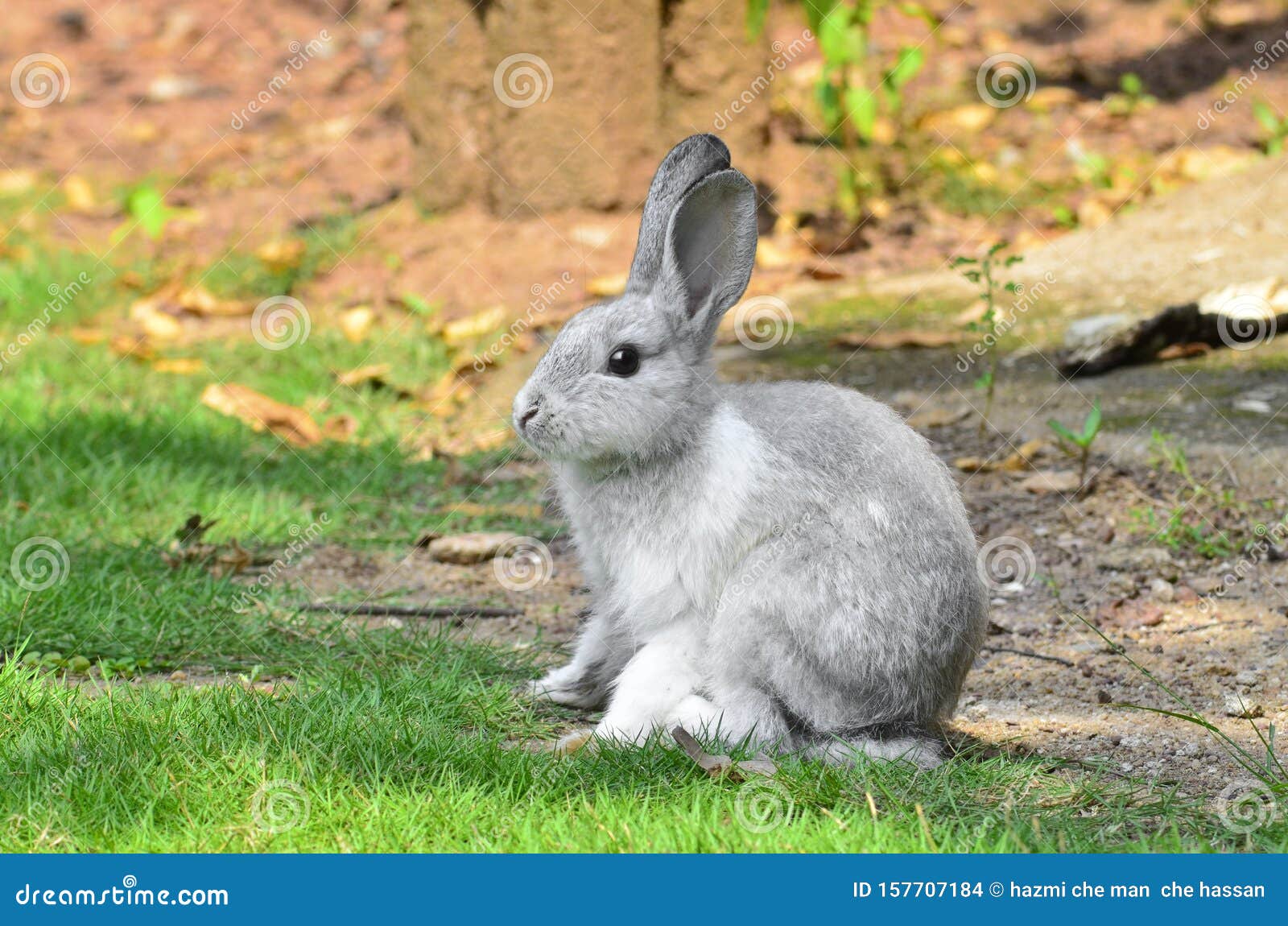 Rabbit sit at the ground stock photo. Image of ground - 157707184