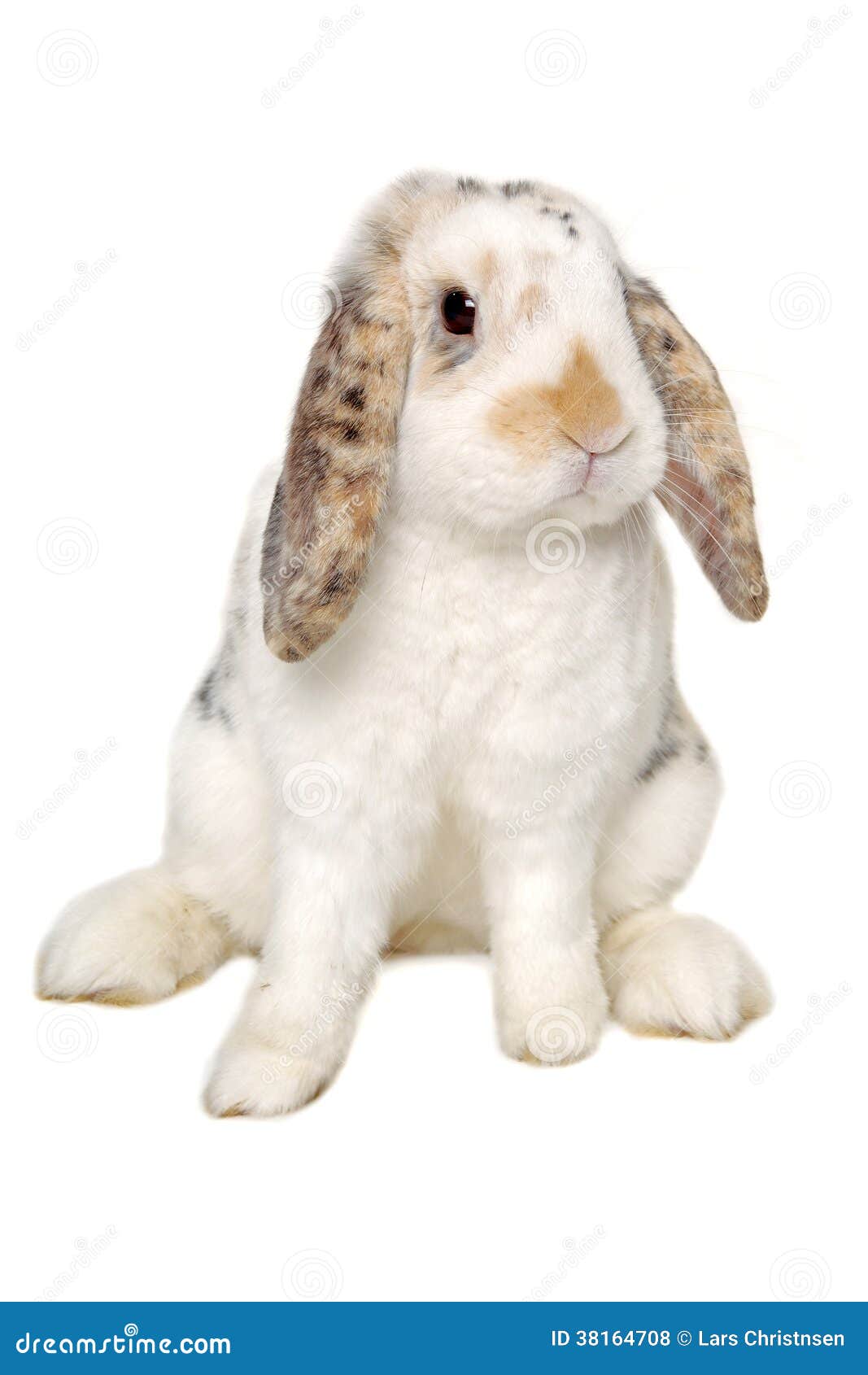 Rabbit sitting stock photo. Image of happy, adorable - 38164708