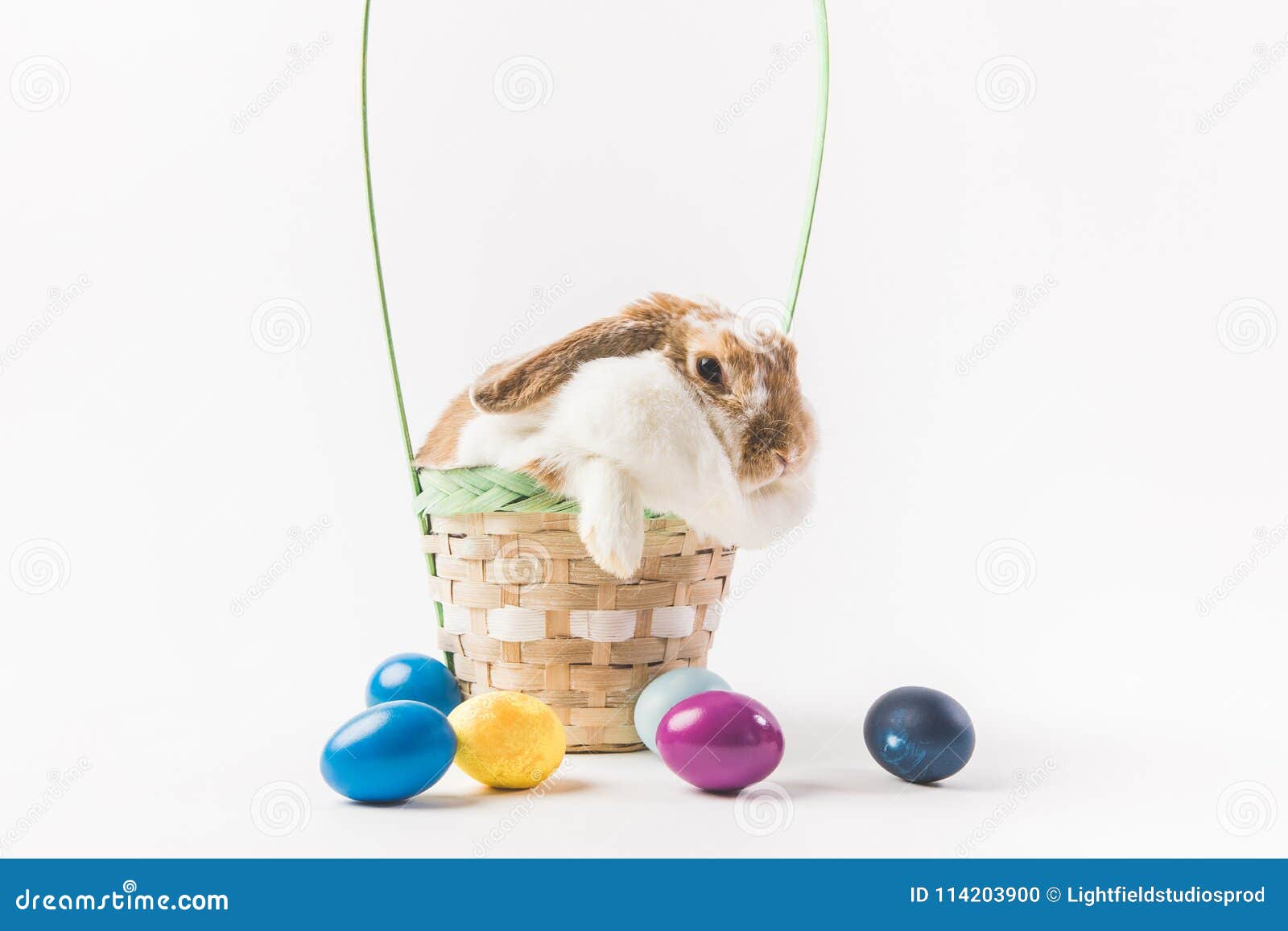 Rabbit Sitting in Basket Surrounding by Painted Eggs Stock Photo ...