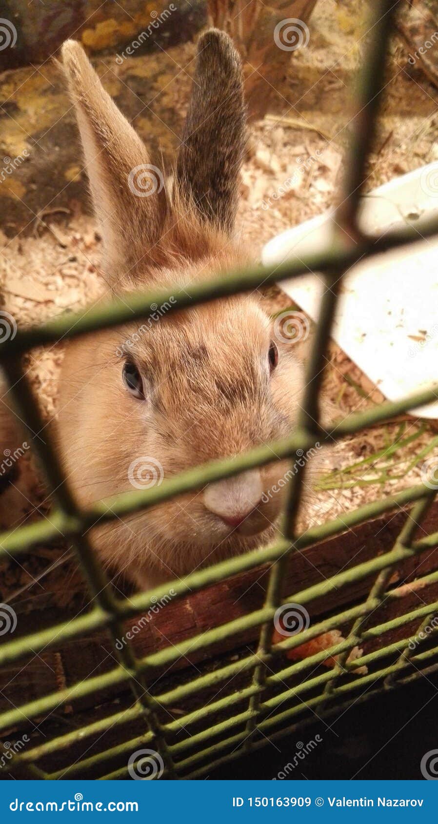 Rabbit Sitting in a Cage and Looks Angry and Hungry Eyes Stock Image ...