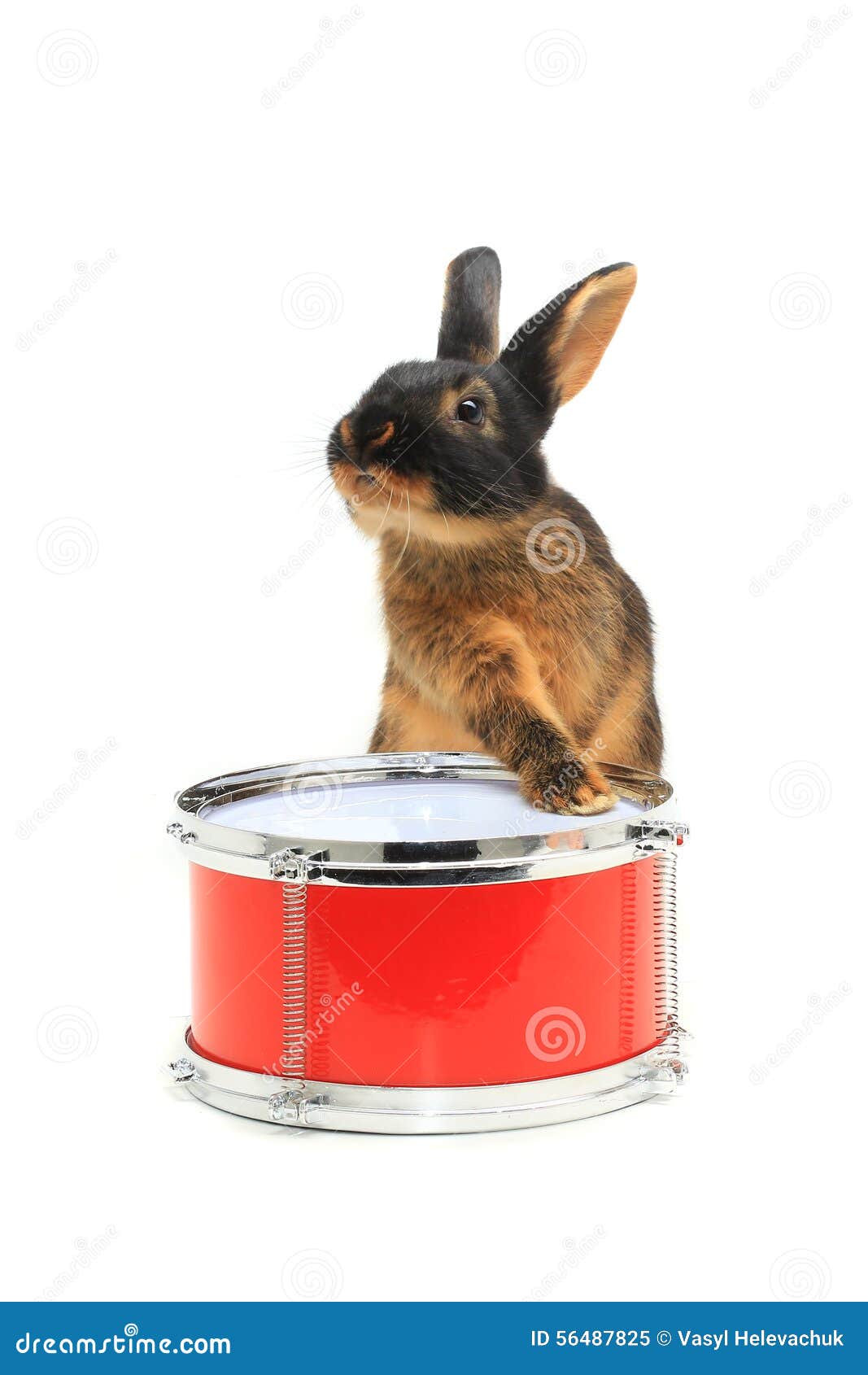Rabbit sitting stock image. Image of drum, plays, fluffy - 56487825
