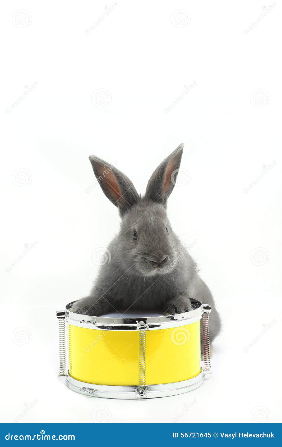Rabbit sitting stock image. Image of sitting, legs, fluffy - 56721645
