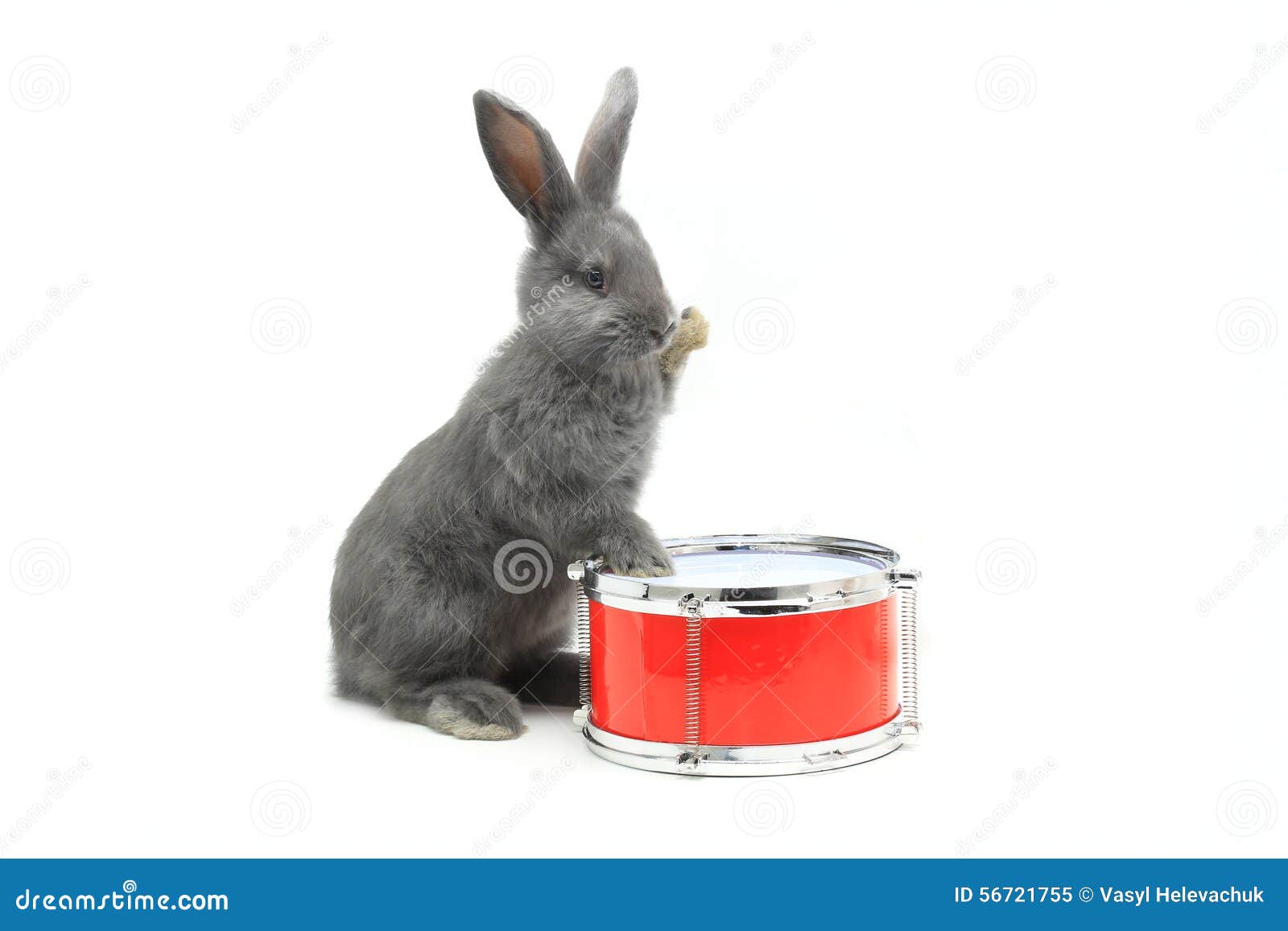 Rabbit sitting stock image. Image of isolated, beautiful - 56721755