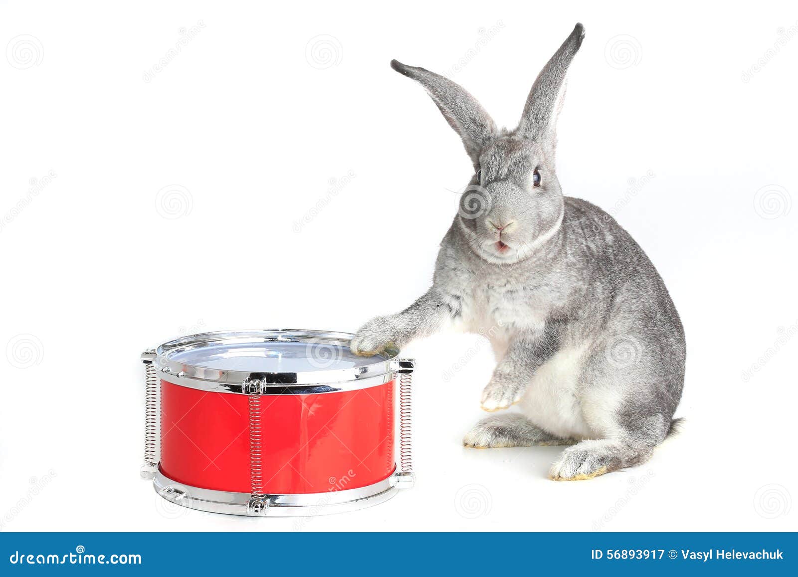 Rabbit sitting stock image. Image of drum, beautiful - 56893917