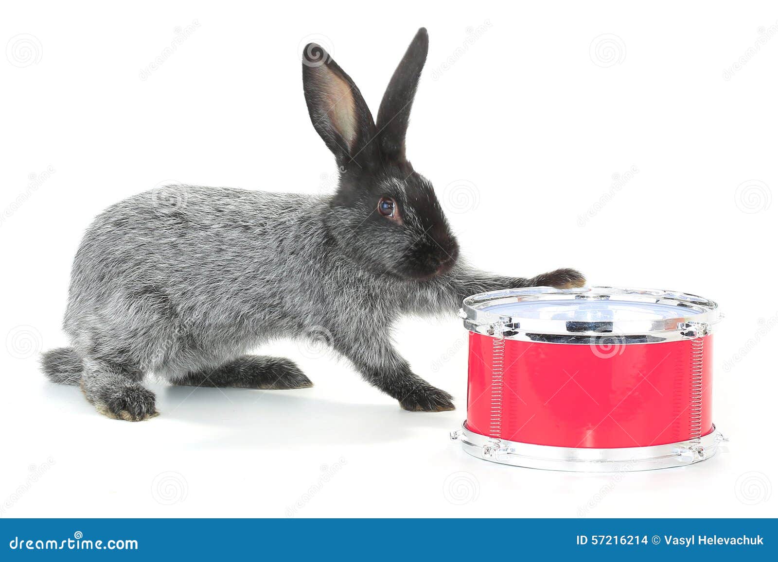 Rabbit sitting stock photo. Image of easter, drum, coward - 57216214