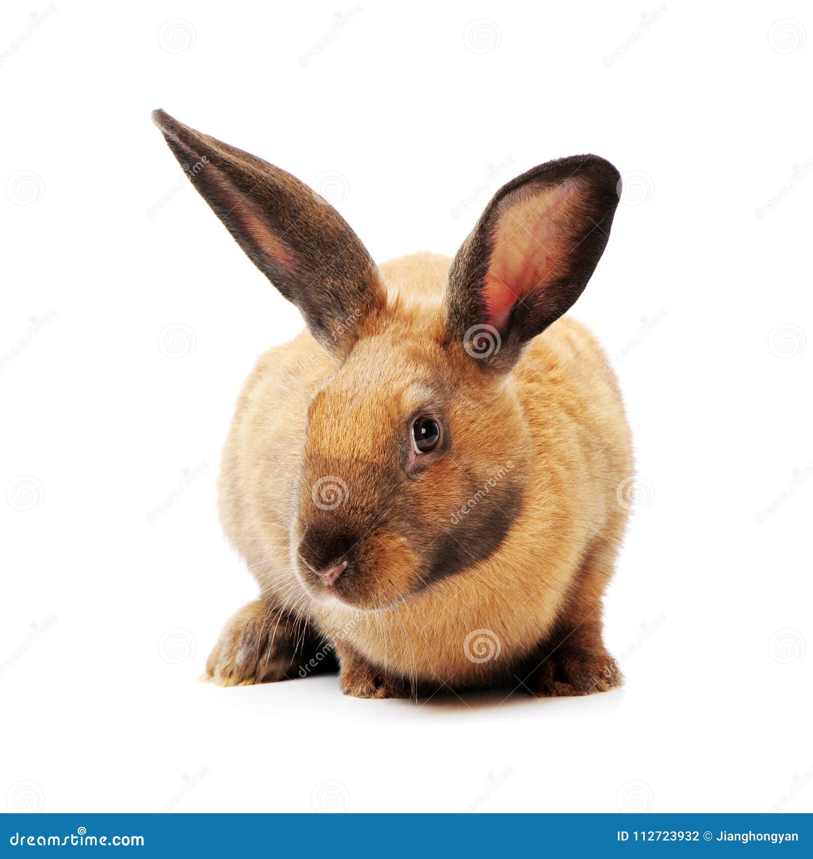 Rabbit sitting in front stock photo. Image of people - 112723932