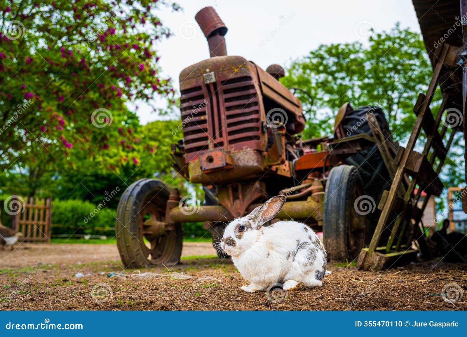 Rabbit is Sitting in Front of an Old Vintage Tractor on a Farm Stock ...
