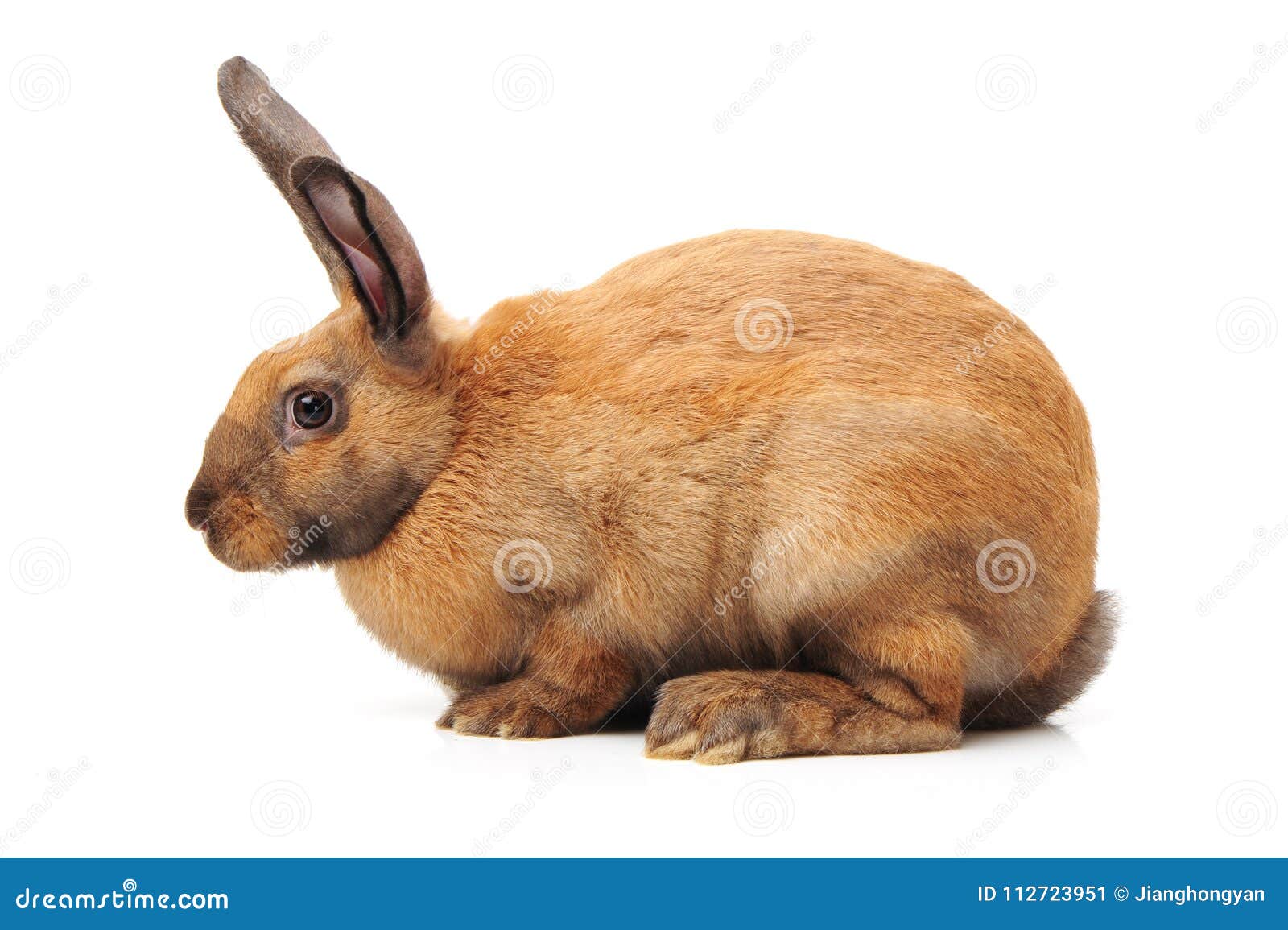 Rabbit sitting in front stock image. Image of mammal - 112723951