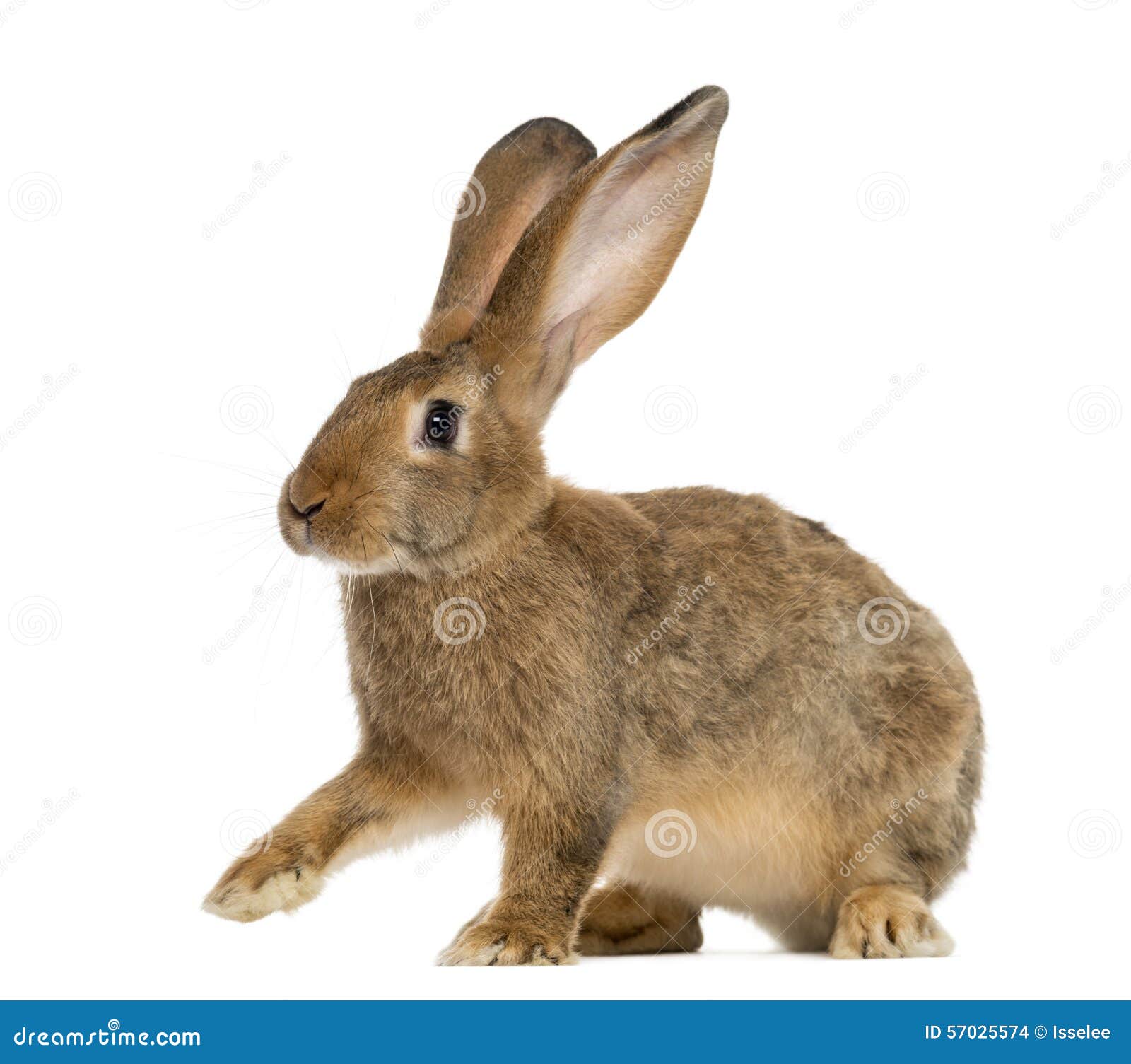 Rabbit sitting stock photo. Image of isolated, people - 57025574