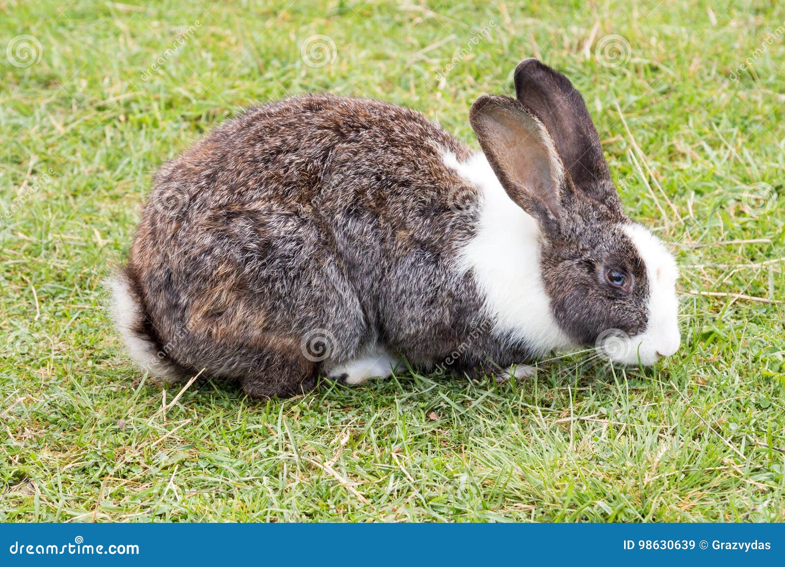 Rabbit Sitting on a Grassland Stock Image - Image of grass, spotted ...