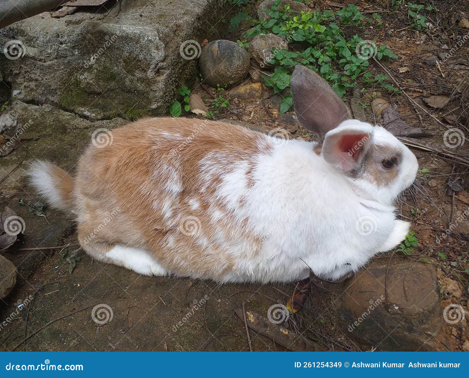 Rabbit Sitting on the Ground Stock Image - Image of bear, animal: 261254349