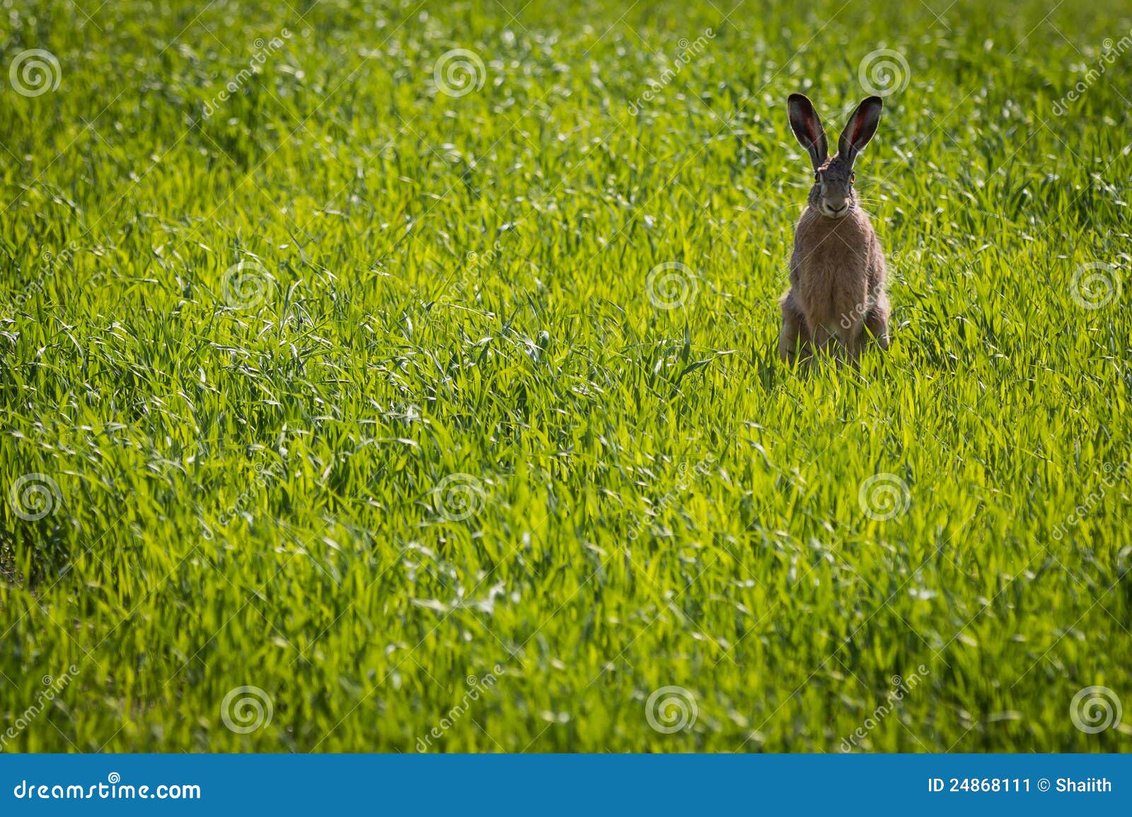 Rabbit Sitting in the Meadow Stock Image - Image of watching, farm ...